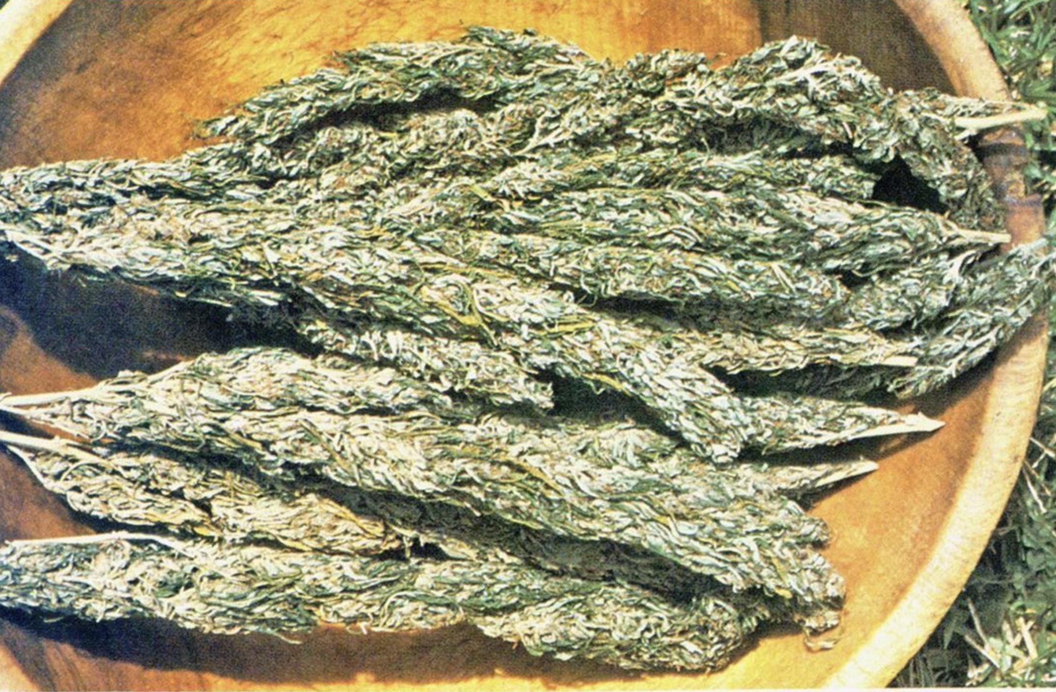 Dried Maui Wowie tops, 1983 | Scrolller