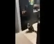 Drunk cat assaults fridge for ice | Scrolller