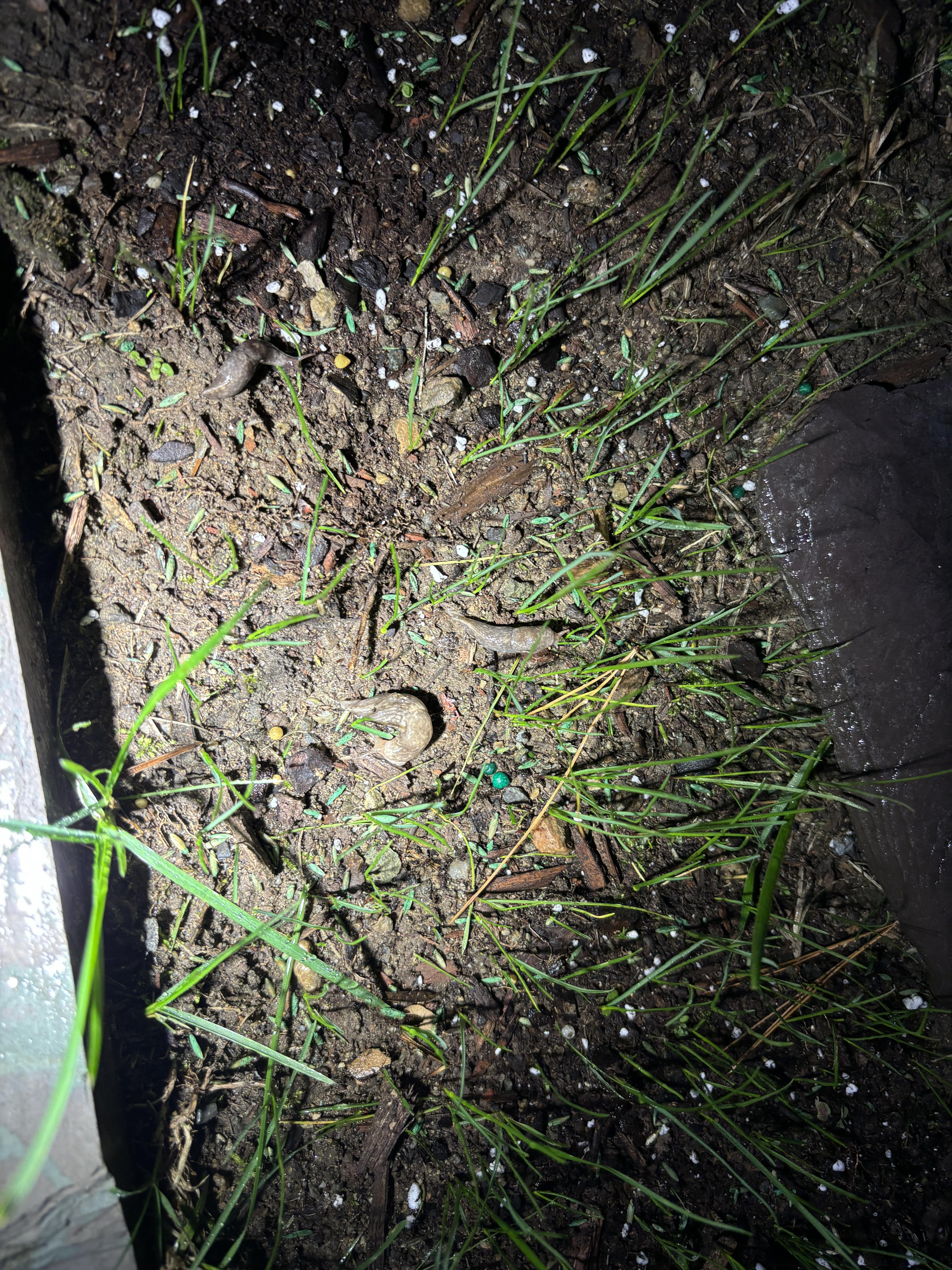 Who are these little guys all up in my seedlings?? | Scrolller