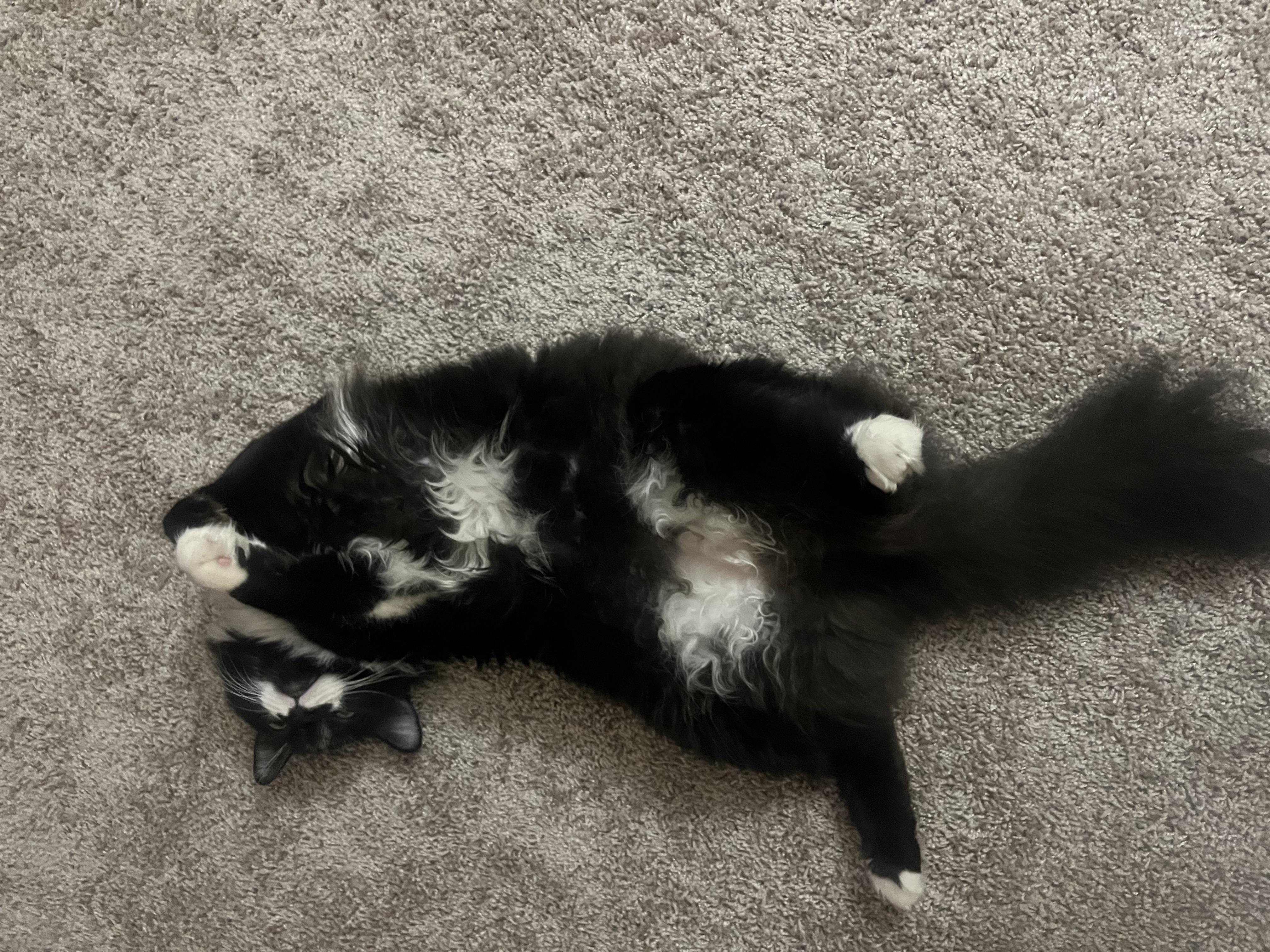 Floof ploof | Scrolller