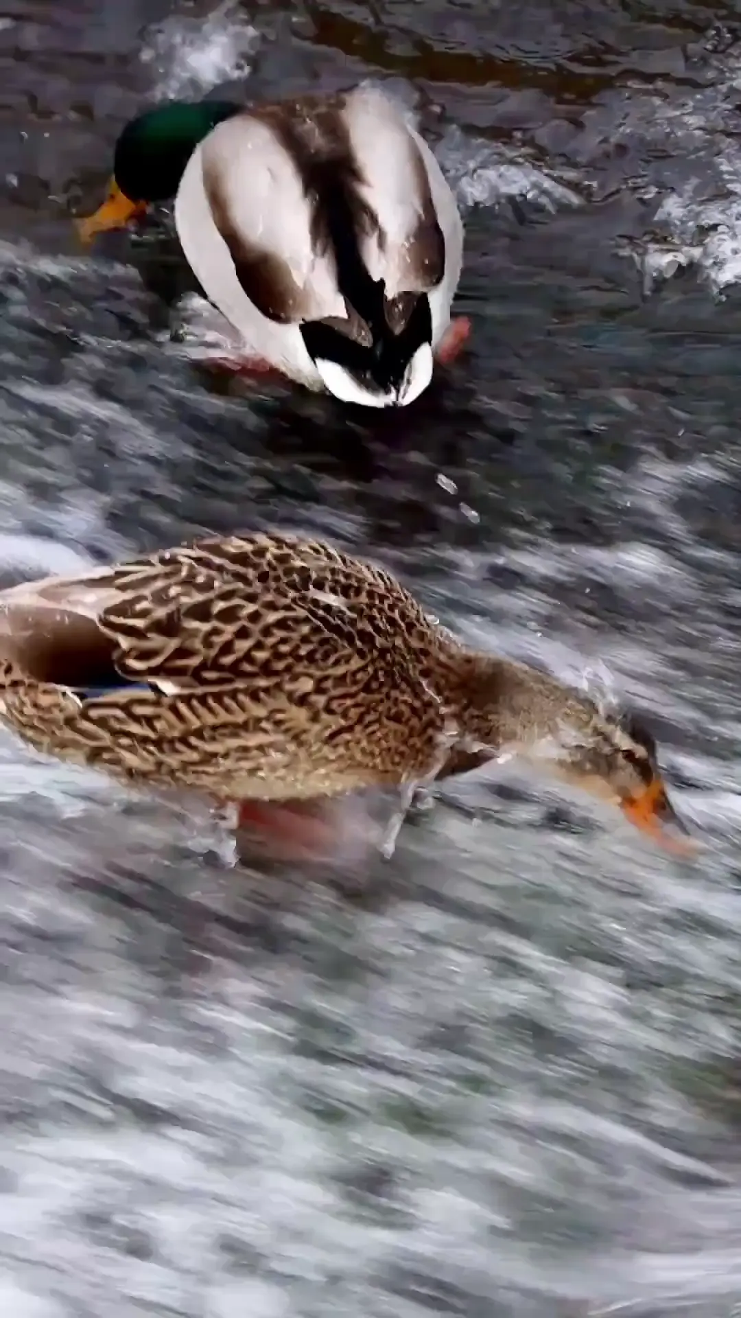 Duck having a morning snack | Scrolller