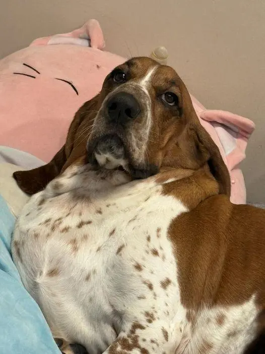 Dumbo just being a potato😋 | Scrolller