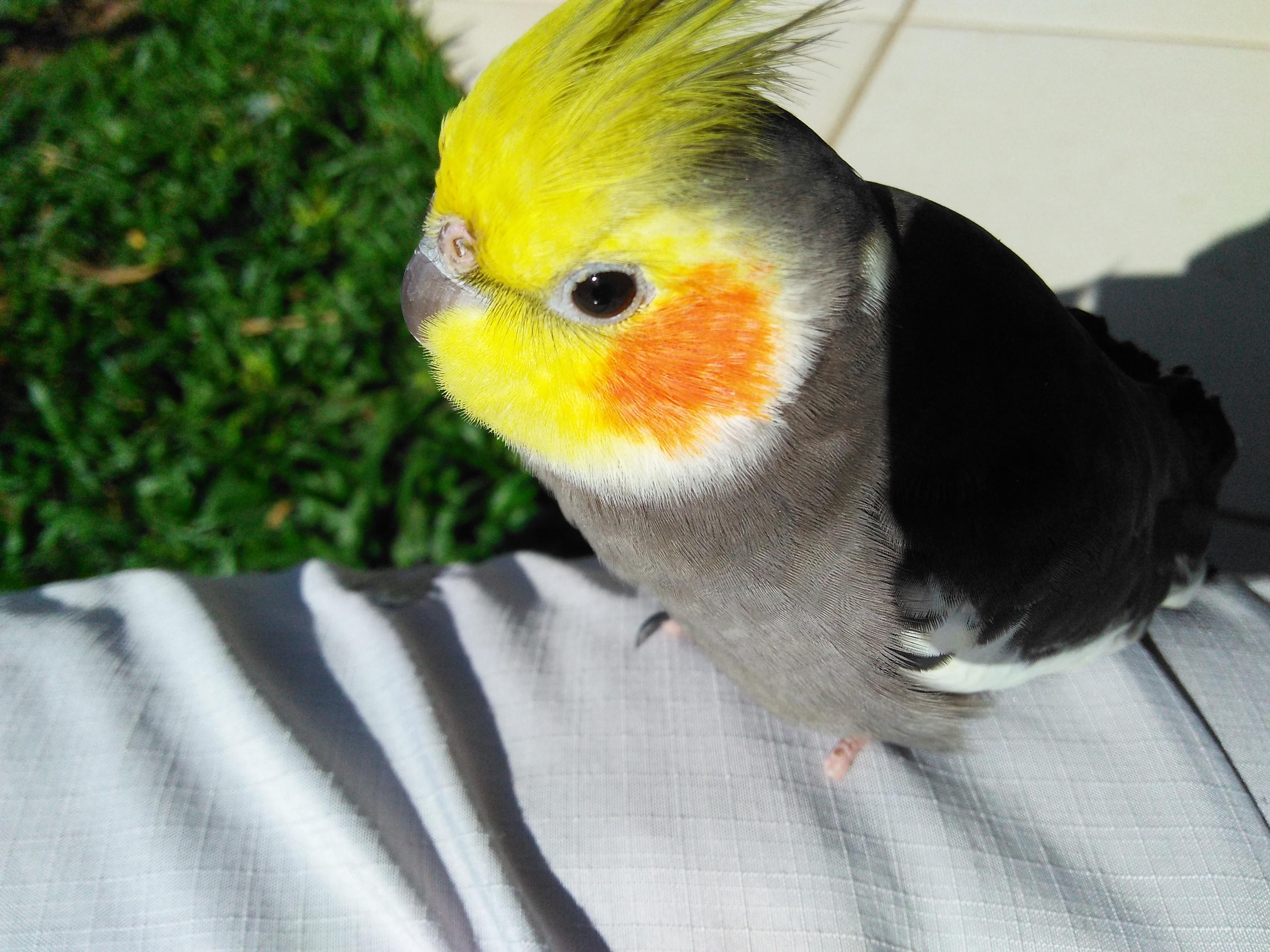 Discover more like Aww: My Brick say hi! and Related Content | Scrolller