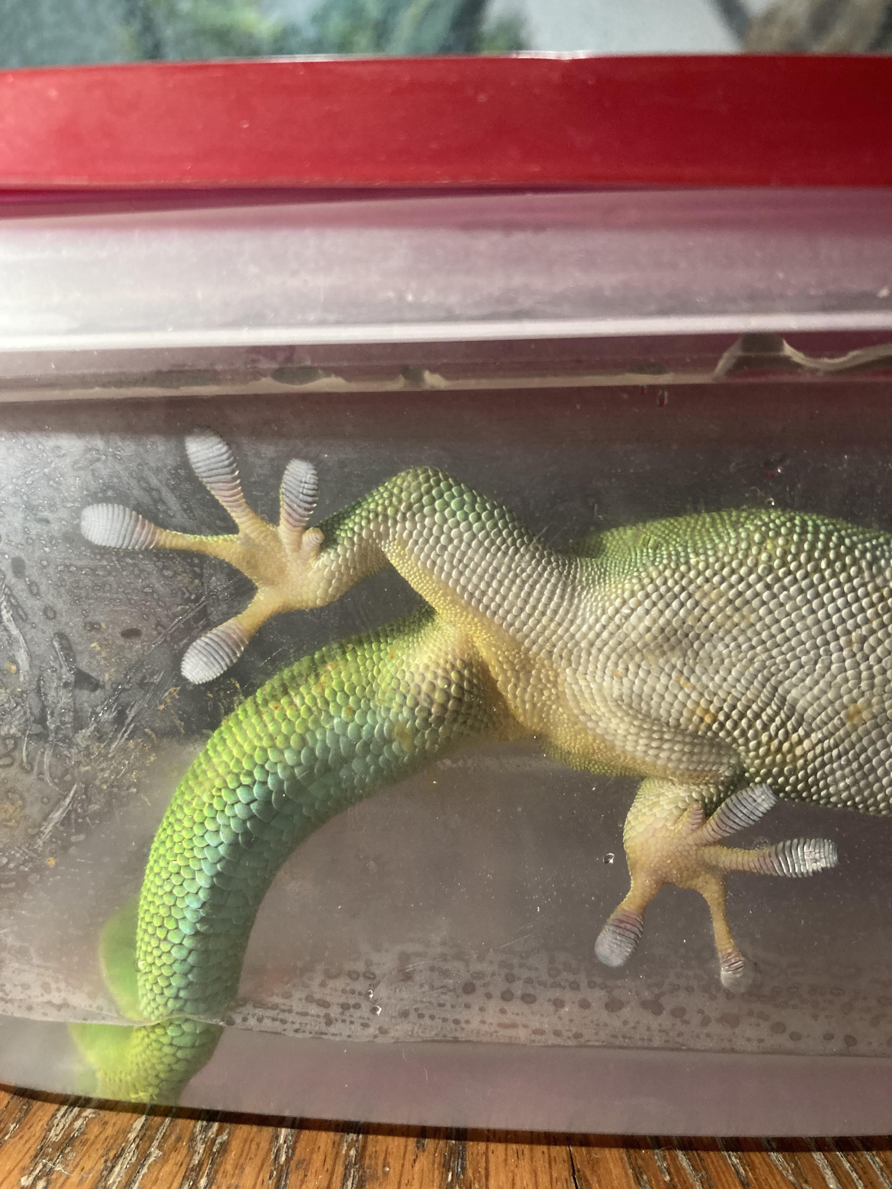 Pea-sized lump on side of day gecko tail? | Scrolller