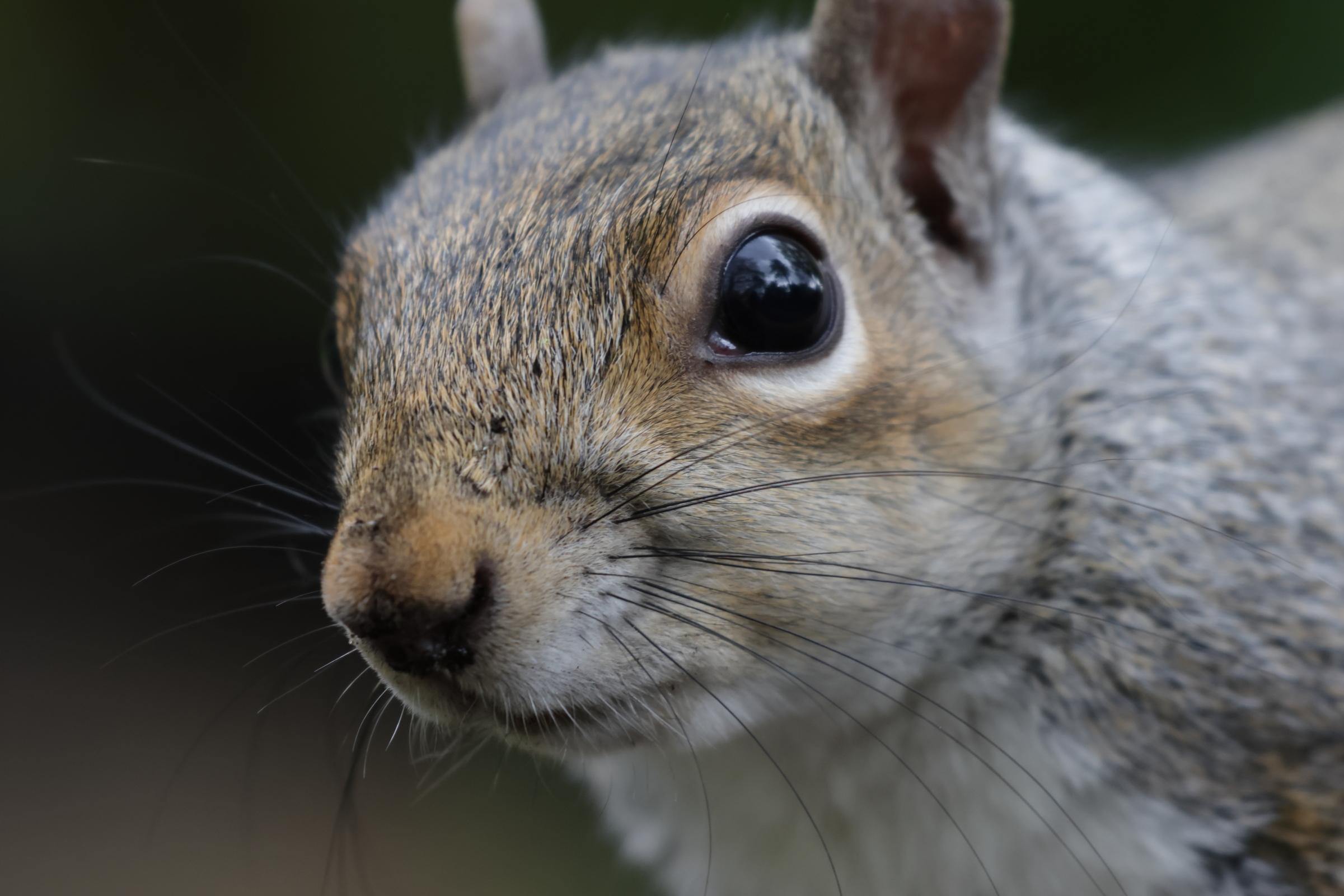 Inquisitive.. | Scrolller