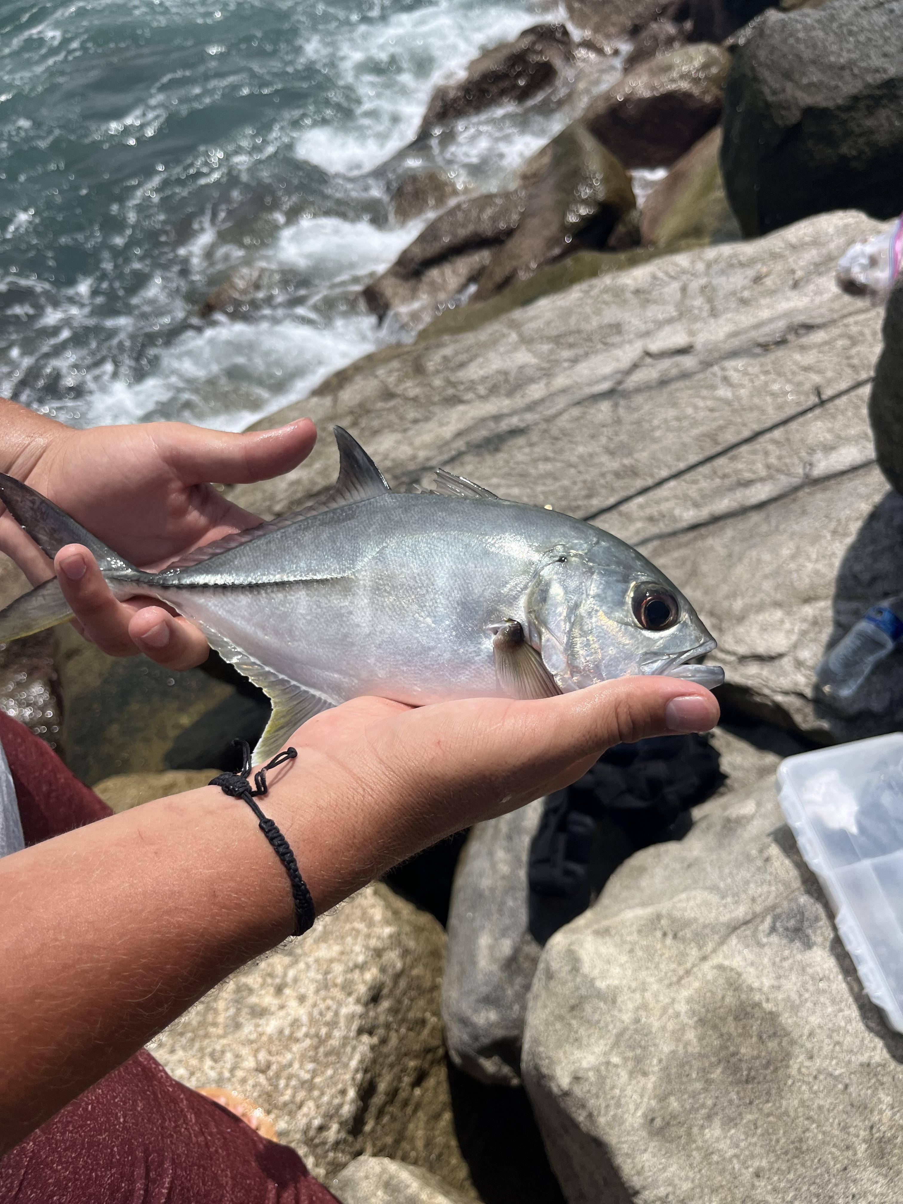 Fish ID? | Scrolller