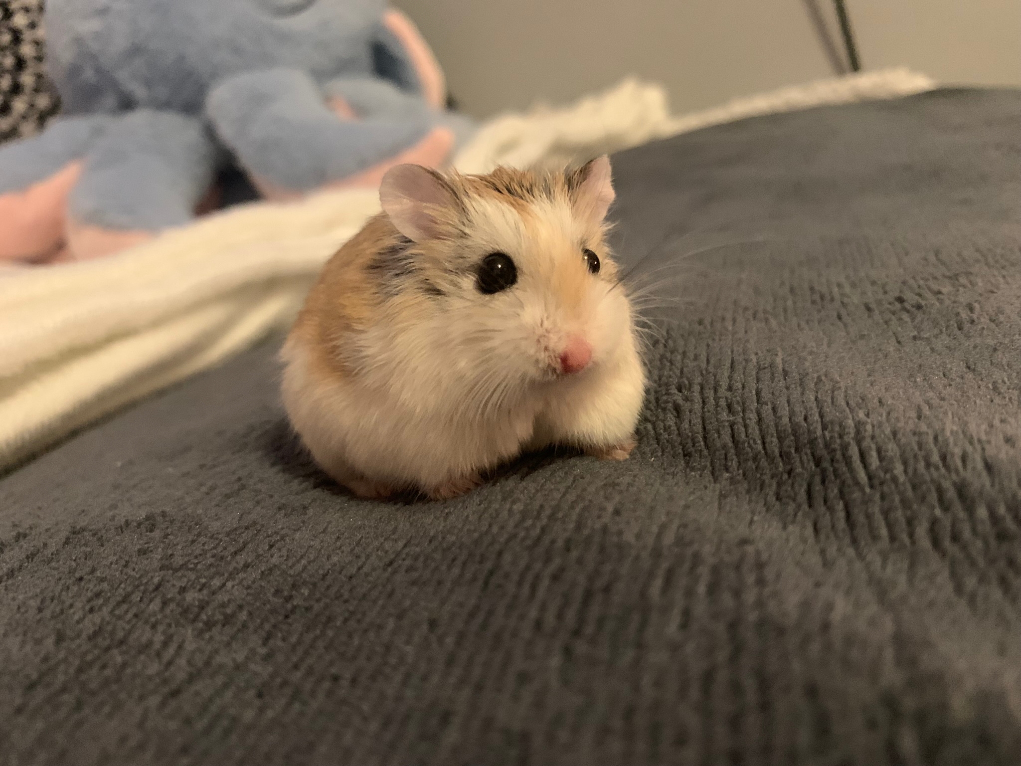 Discover more like Cute: Cute floof ball and Related Content | Scrolller