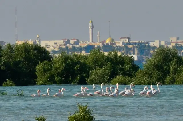 Doha, Qatar | Scrolller