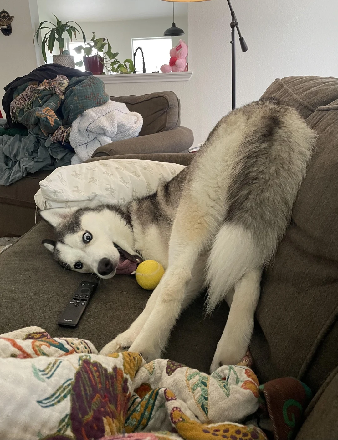 Husky Personified | Scrolller