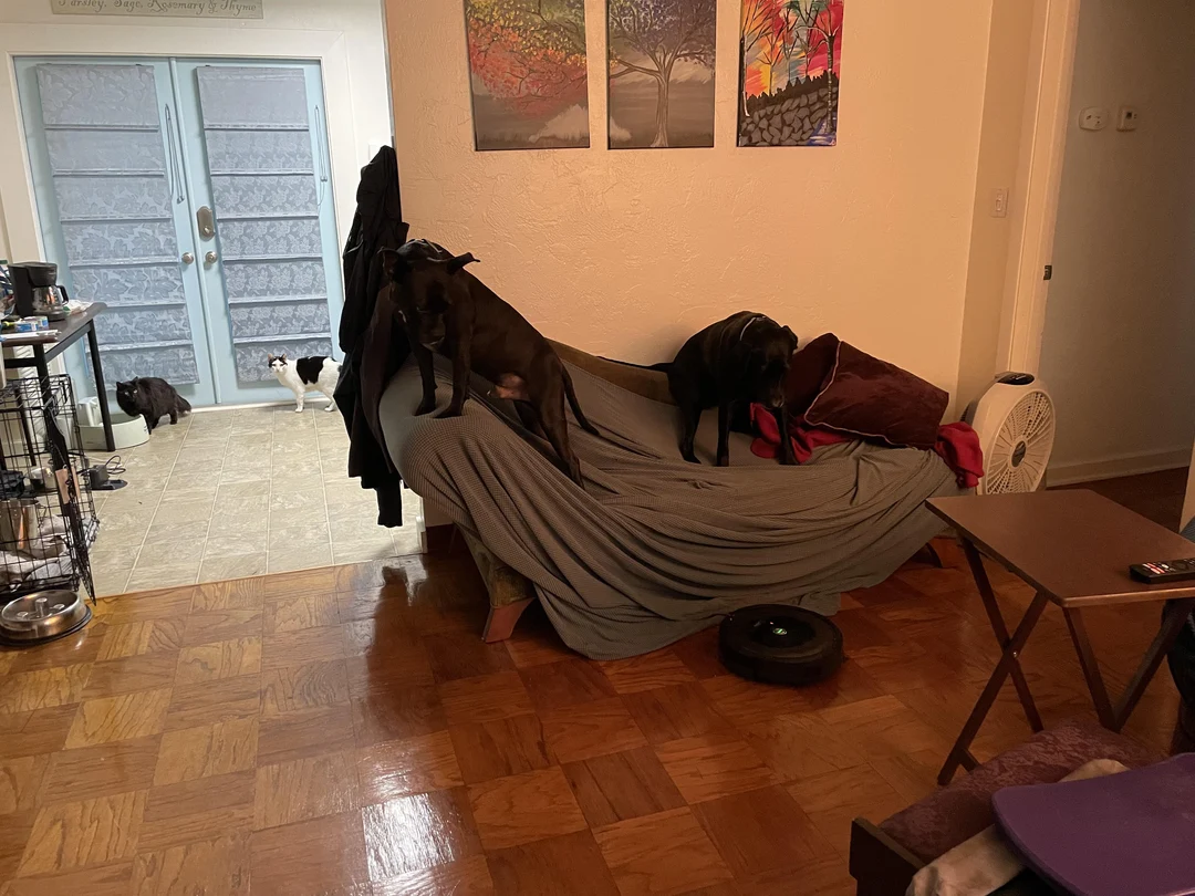 Roomba-1, Pups-0 | Scrolller