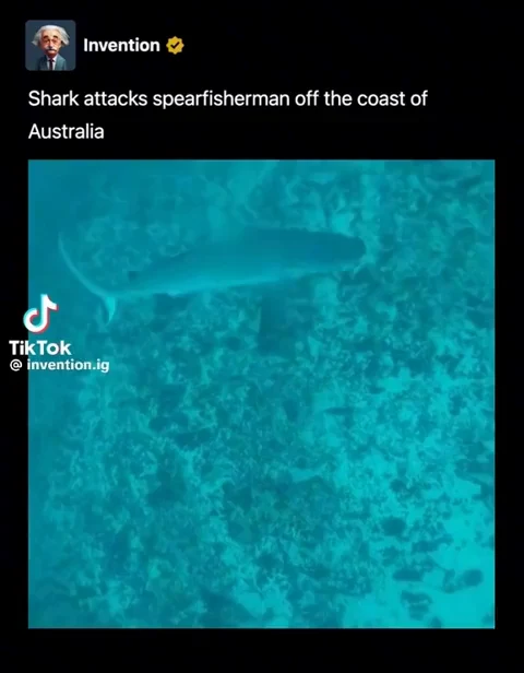 to attack a Shark…. | Scrolller