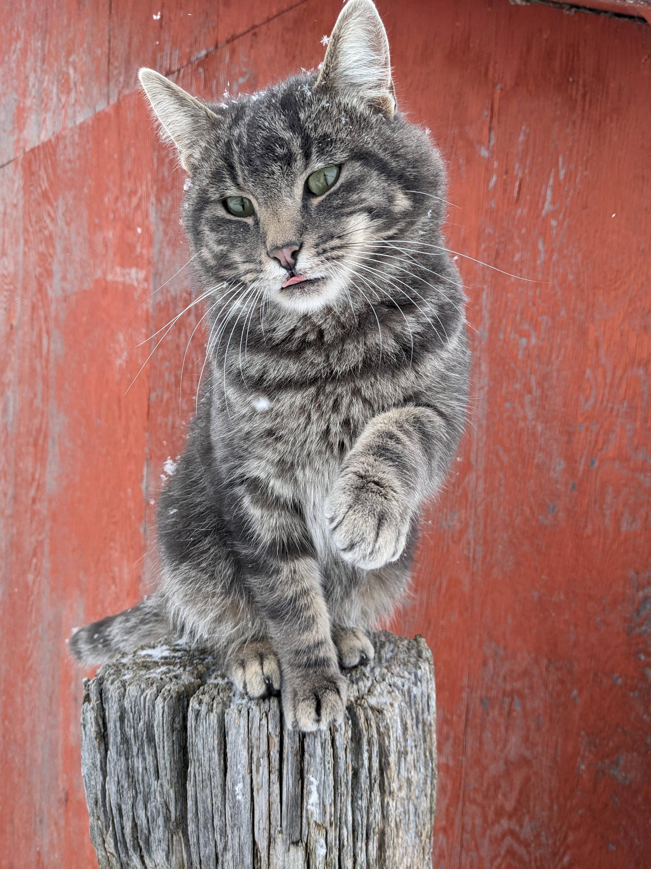 My Handsome cat, Storm! | Scrolller