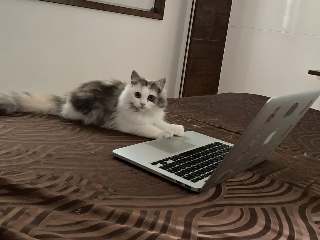 She just filed her income treat returns. Says I owe her 100 treats. | Scrolller