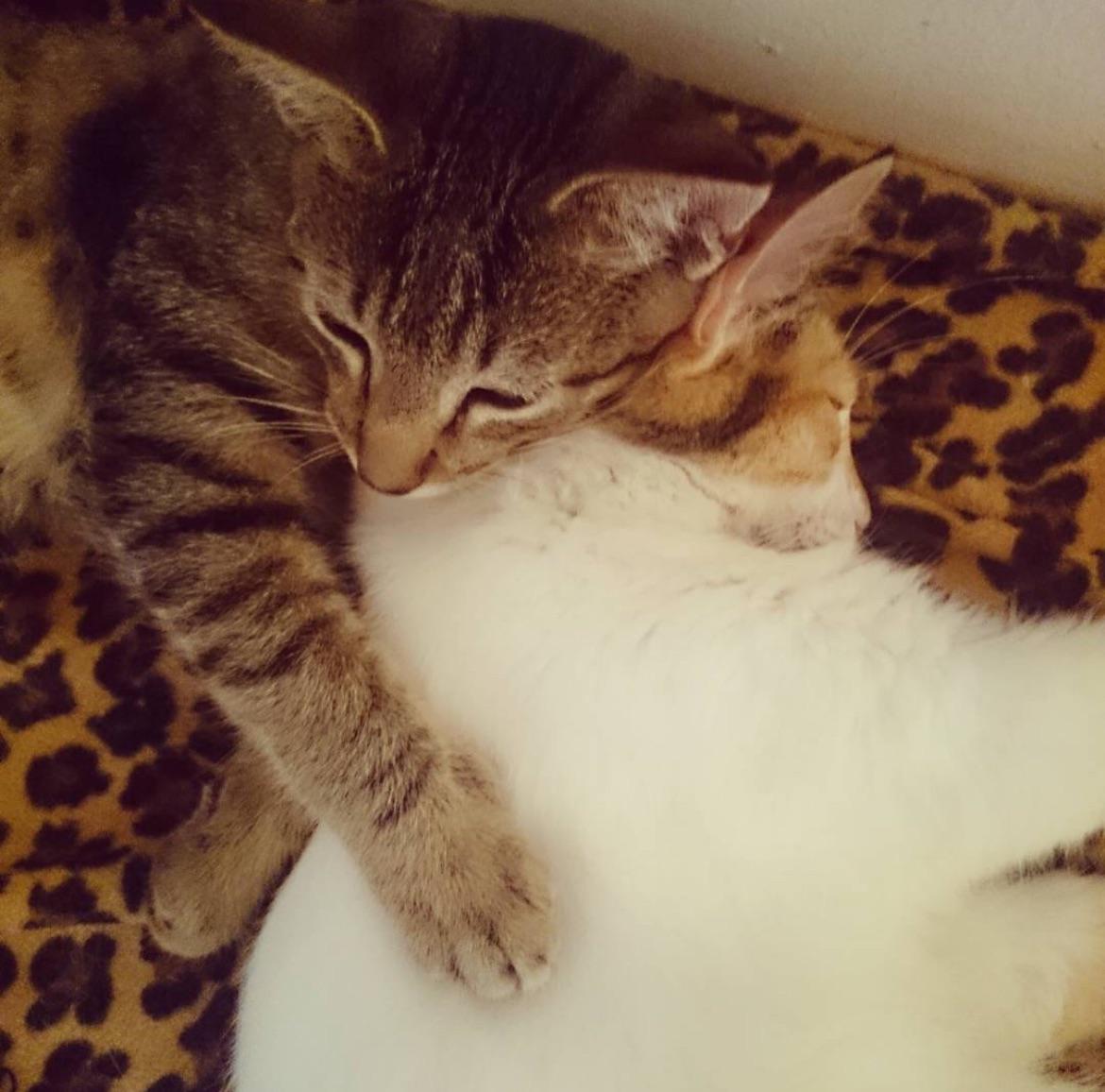 Tom and Angela supporting each other 💜 | Scrolller