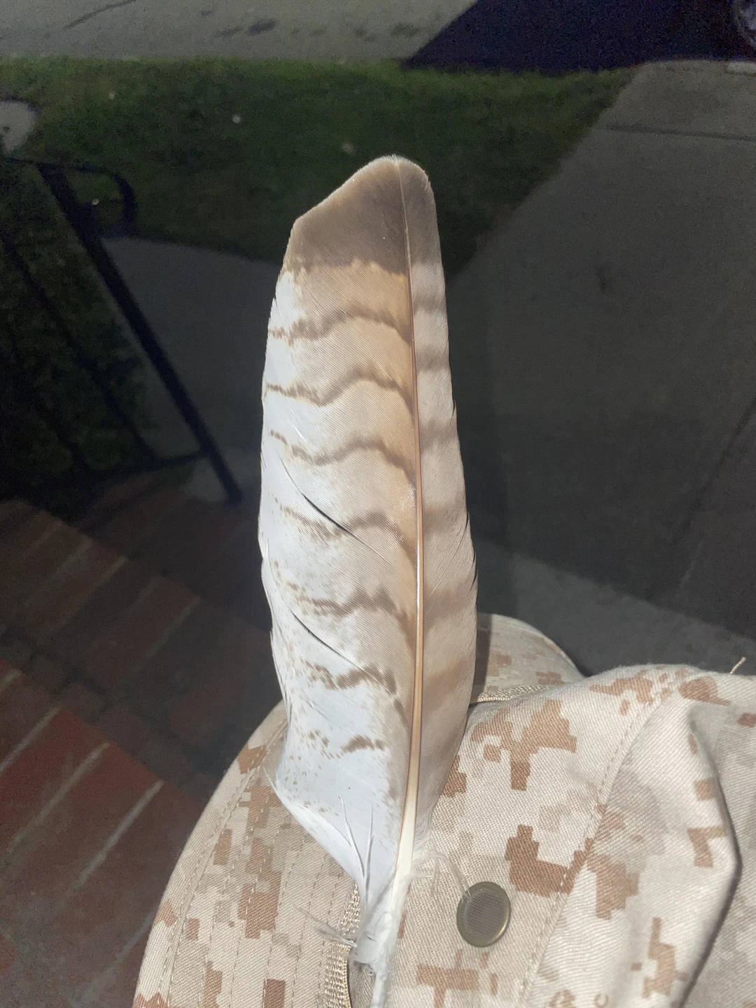 Bird identification | Scrolller