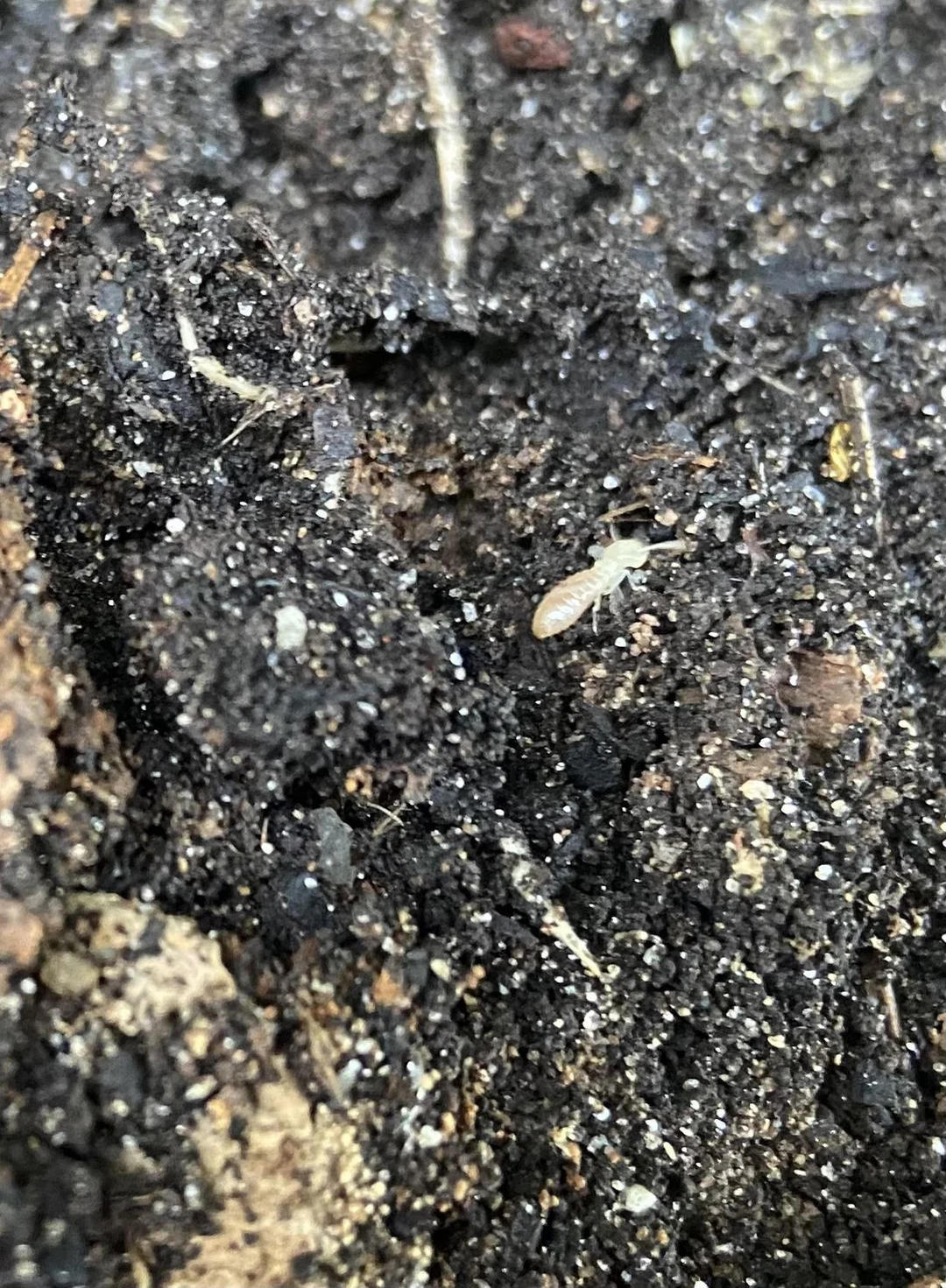 Is this a Termite please? | Scrolller