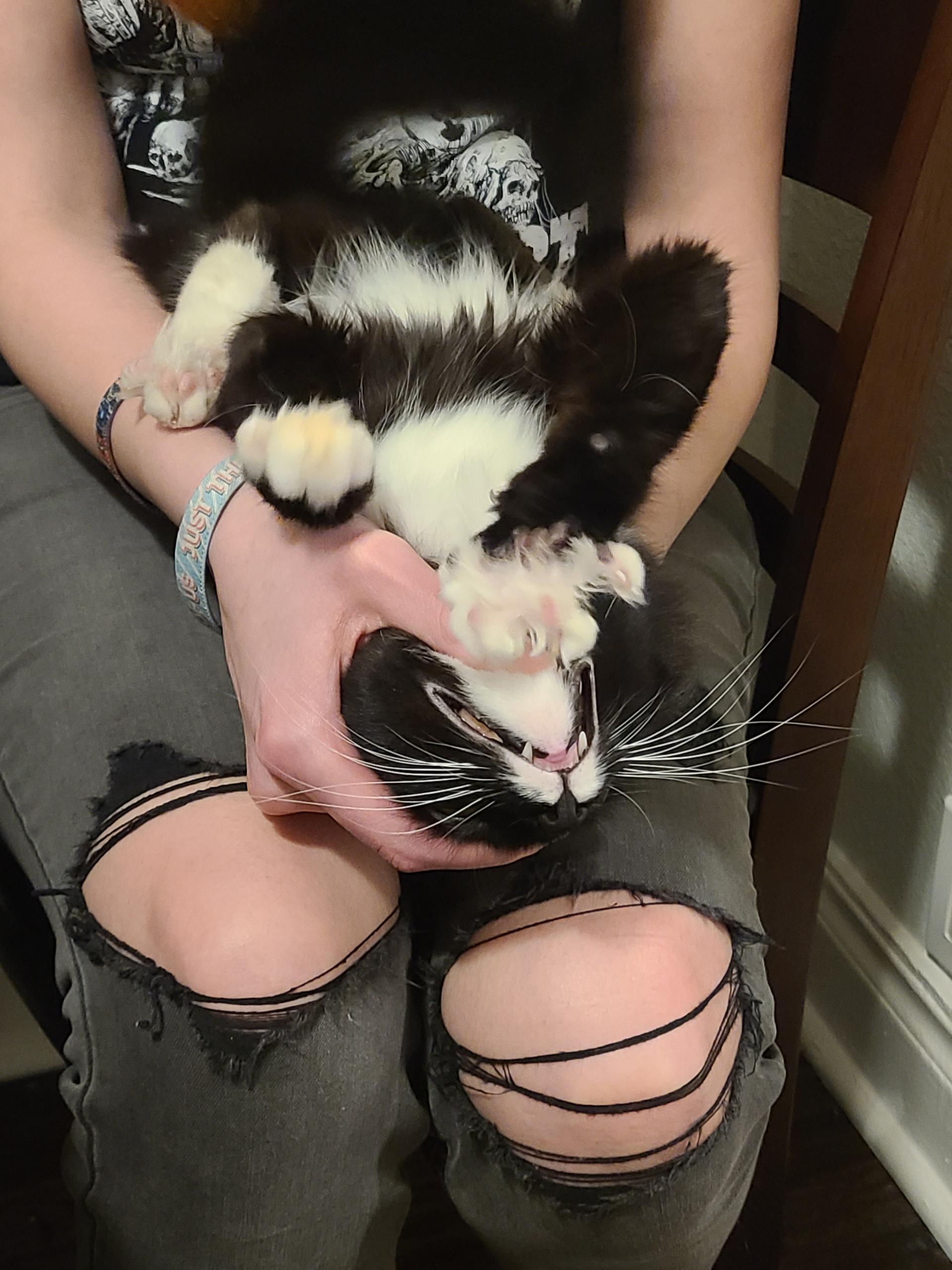 This is Dickey. He has lost all structural cohesion. 🫠 | Scrolller