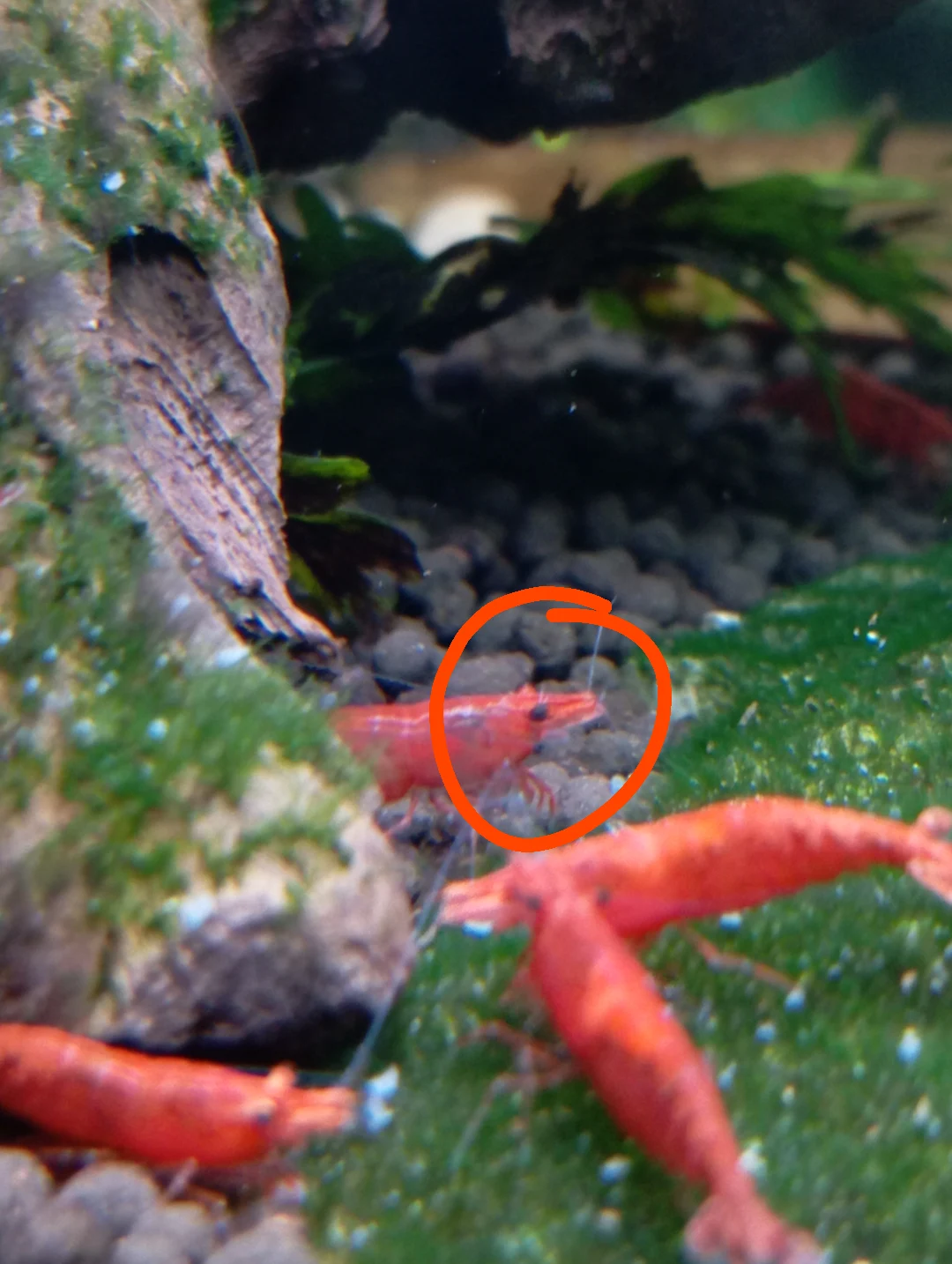 Help identifying parasite? | Scrolller