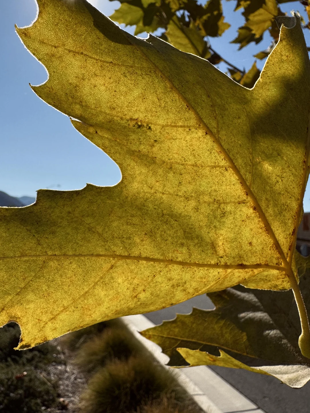 Macro mode is incredible | Scrolller