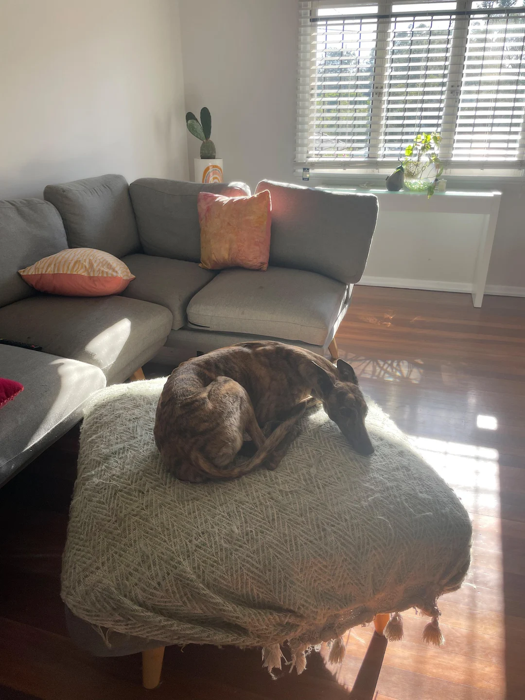 When she thinks no one’s home, Bucket turns into a house cat | Scrolller