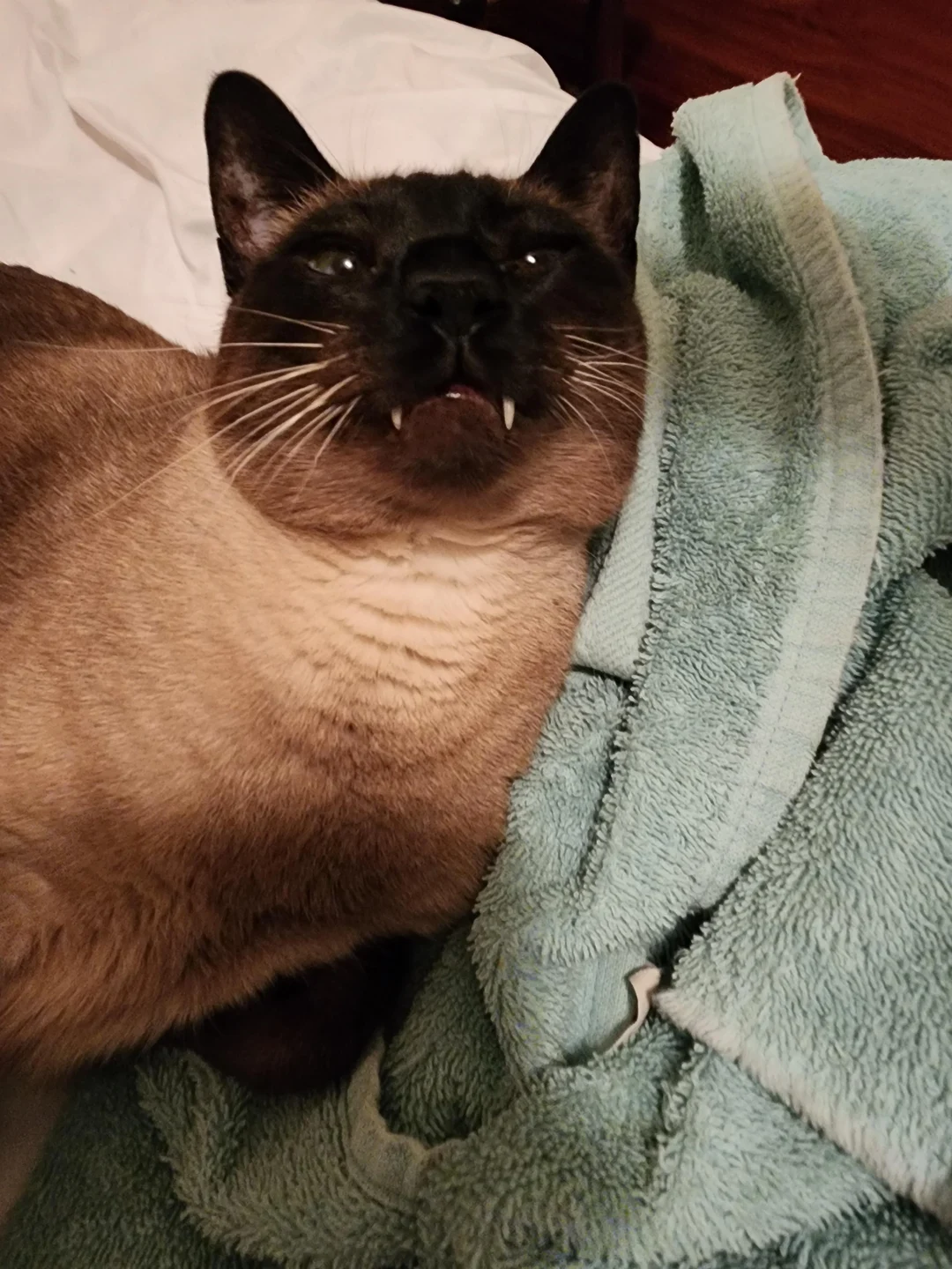 Since we're on the topic of vampire cats | Scrolller