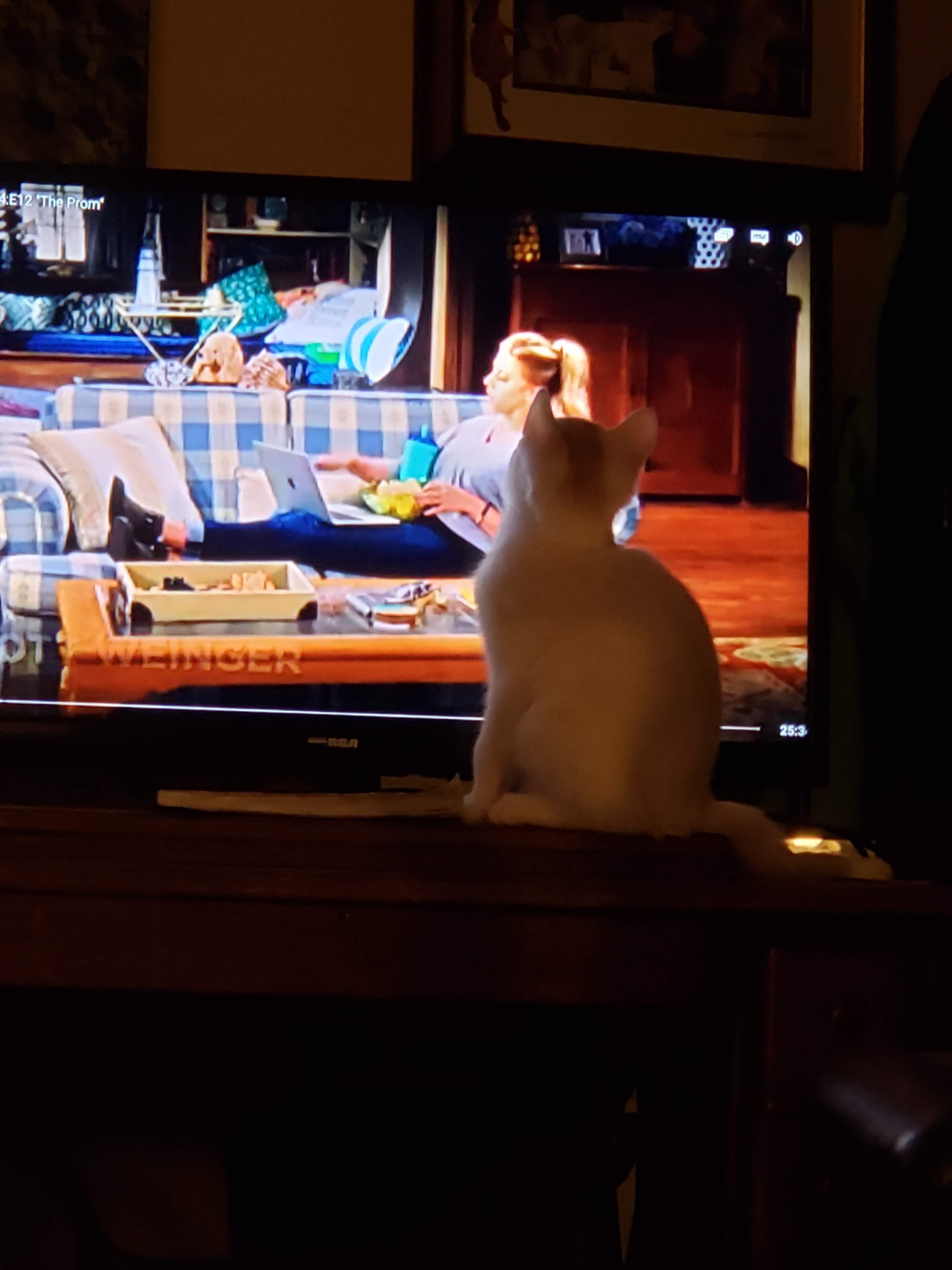 What is this on TV? | Scrolller