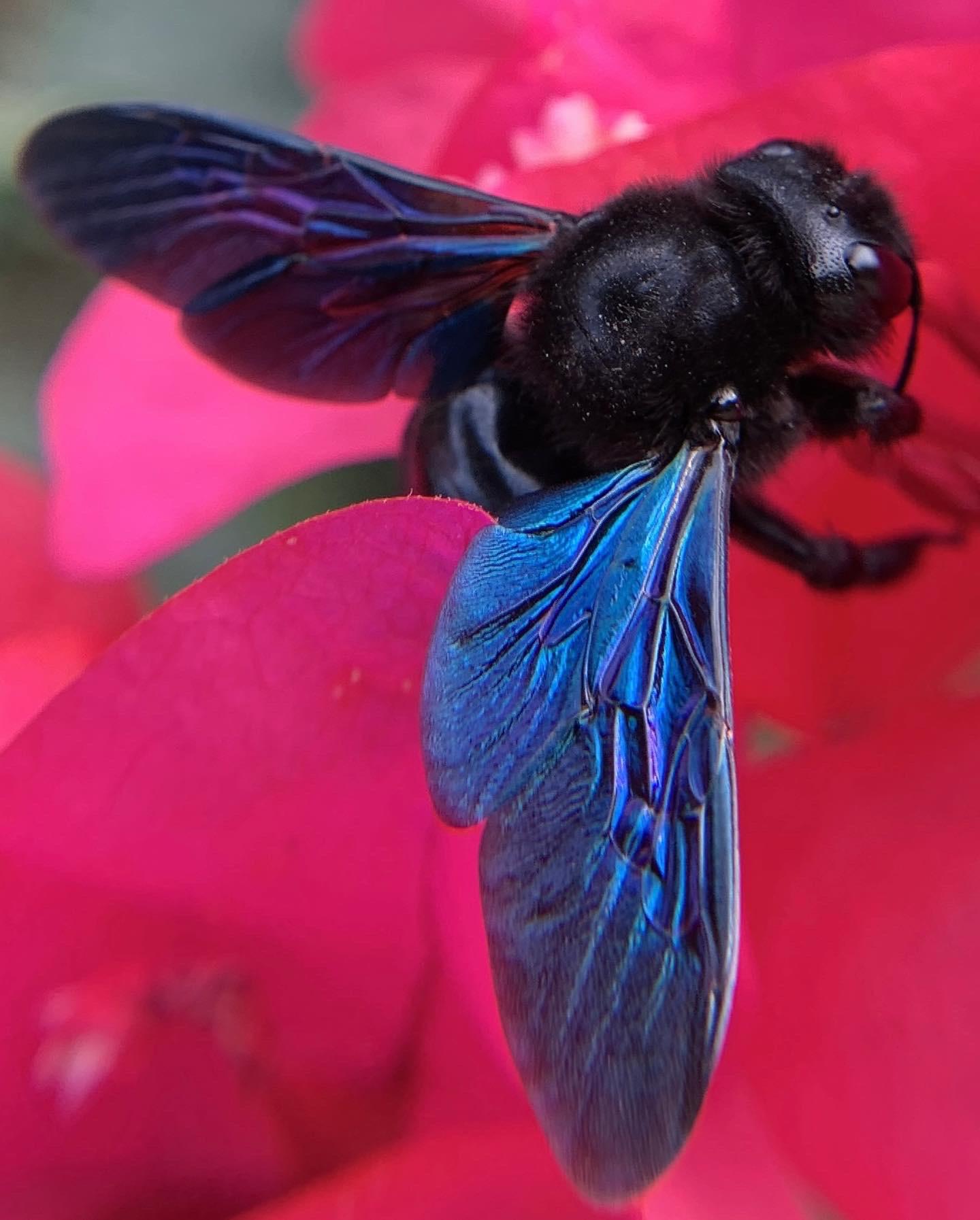 Violet Carpenter bee | Scrolller