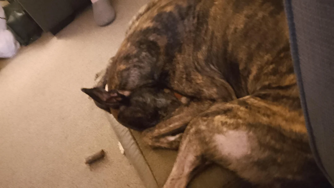 It's such a hard life sometimes... | Scrolller