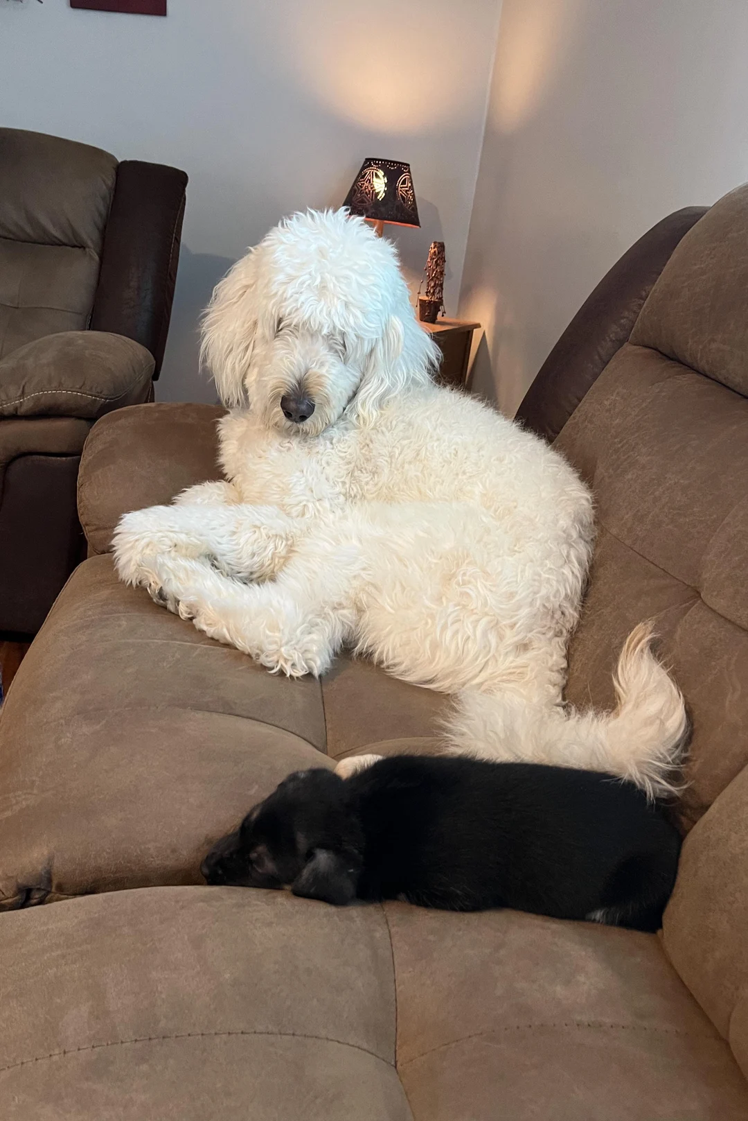 Our Goldendoodle Bentley with his new German Shepherd sister | Scrolller