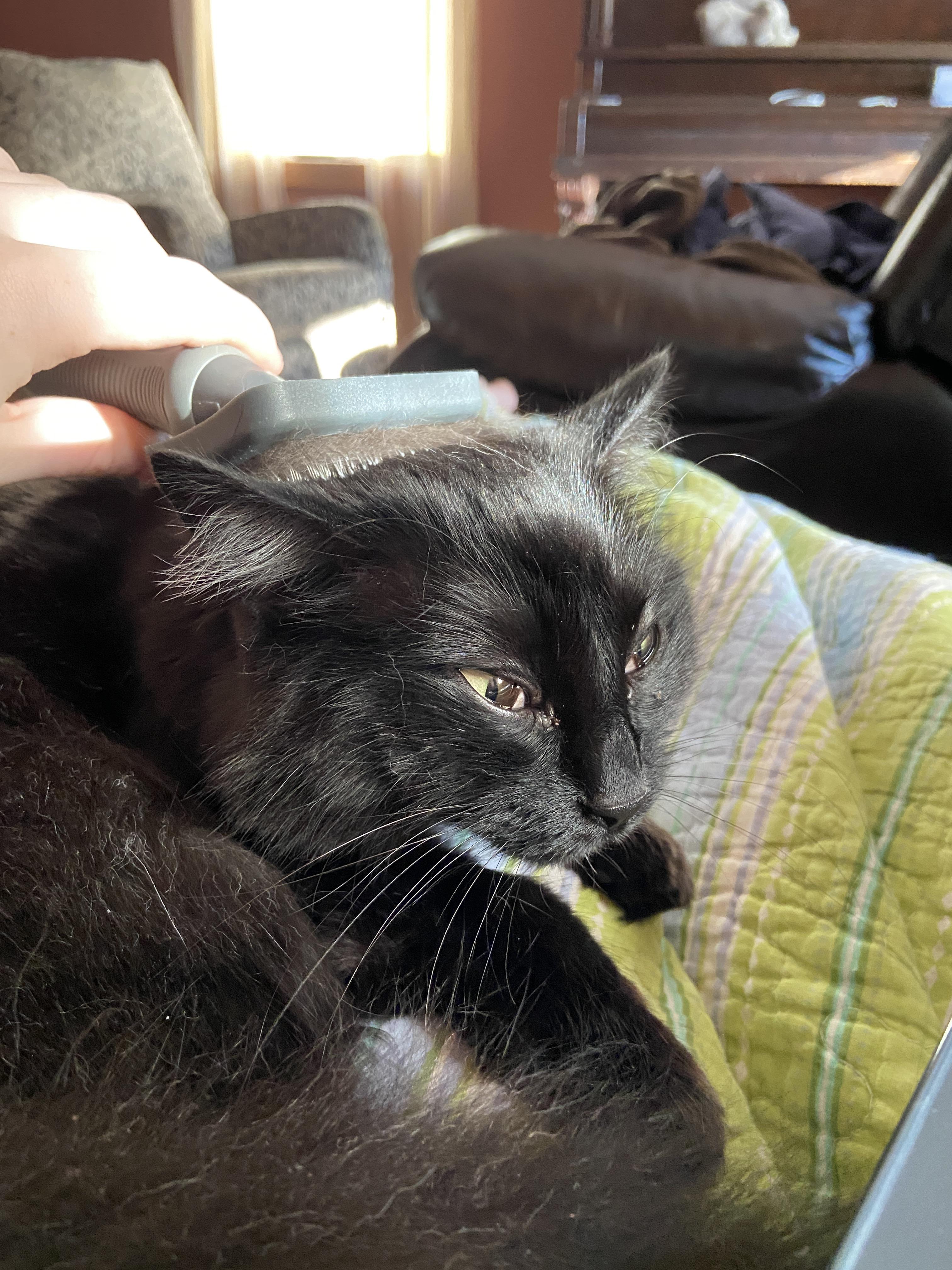 Brushes stremtch | Scrolller