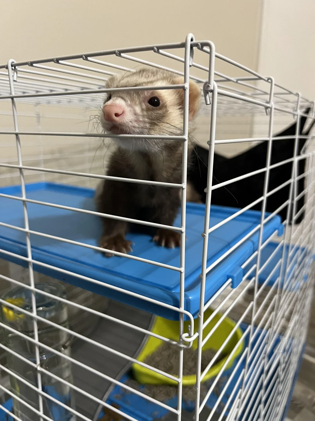 New ferret owner | Scrolller
