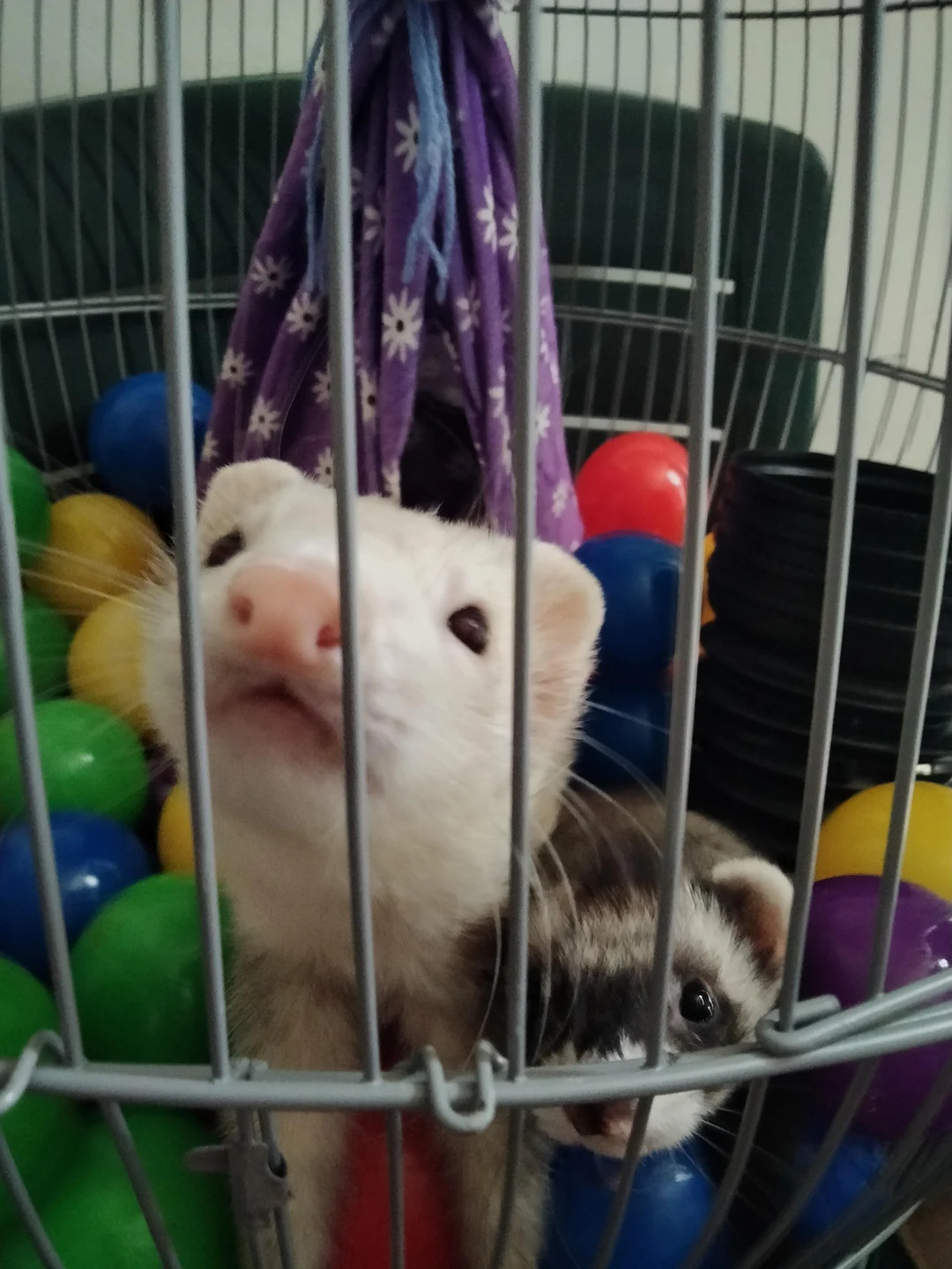 made a ball pit for my sweet noodles💕 | Scrolller