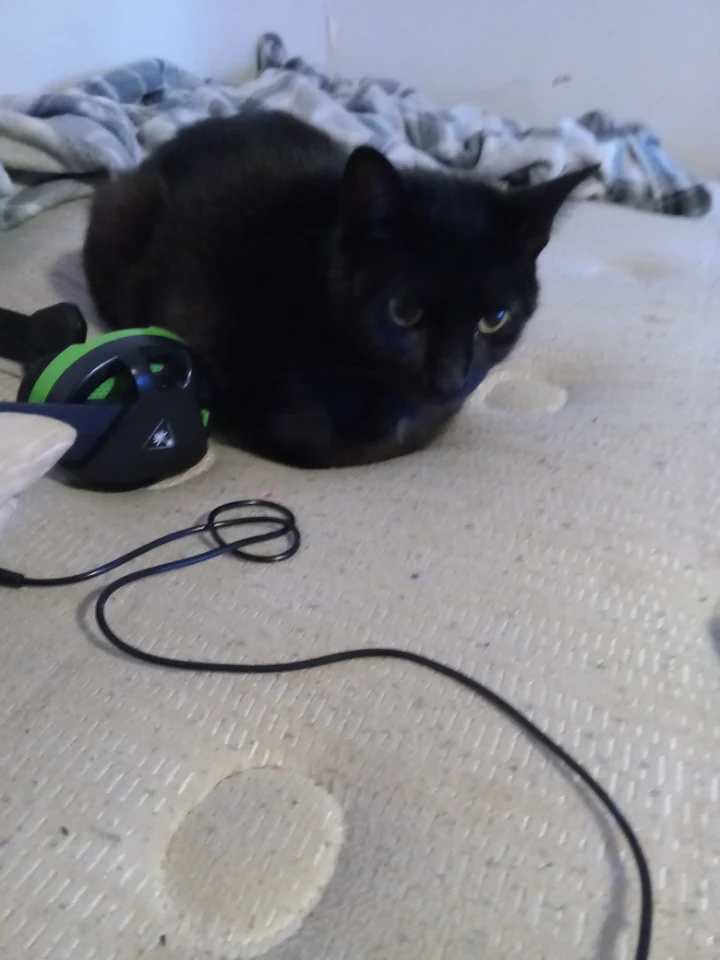 Discover more like Catloaf: Overcooked loaf and Related Content | Scrolller