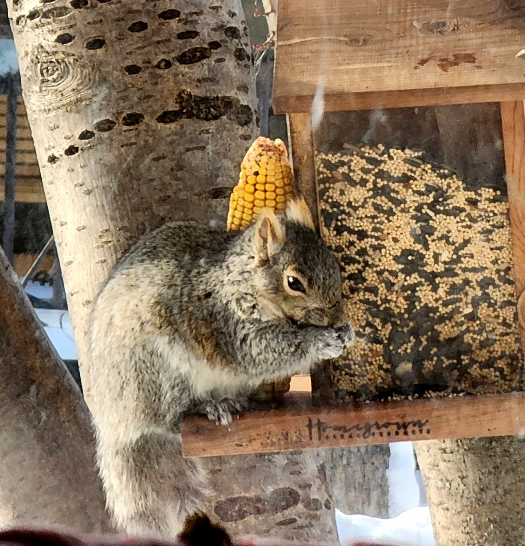 Stumpy says Hello! | Scrolller