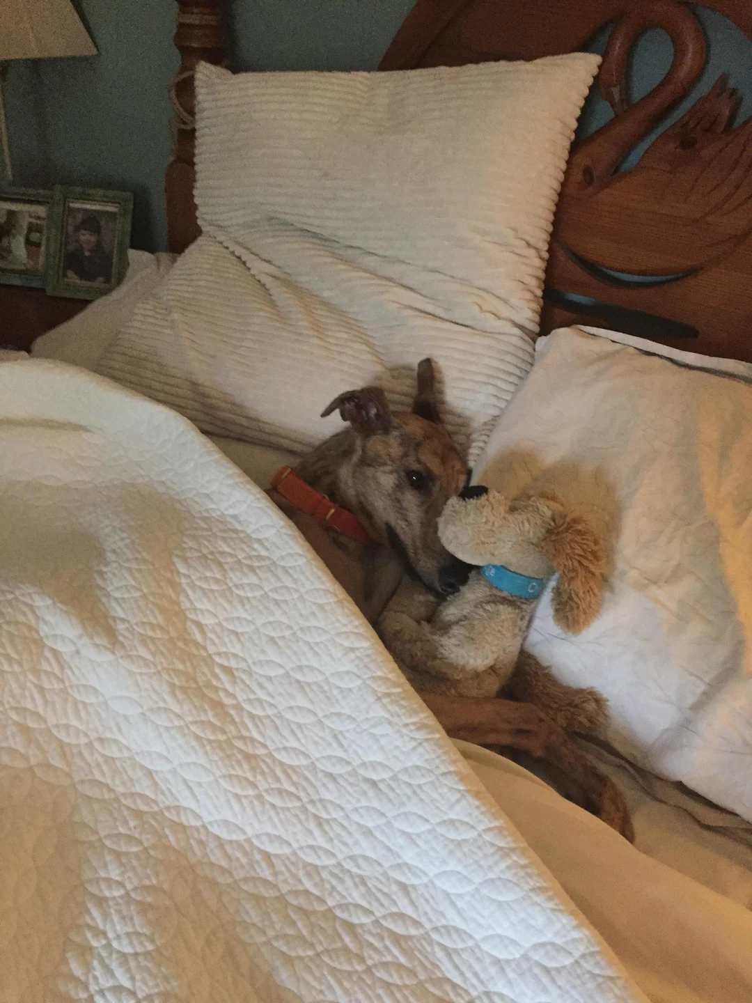 Happy Gotcha Day | Scrolller