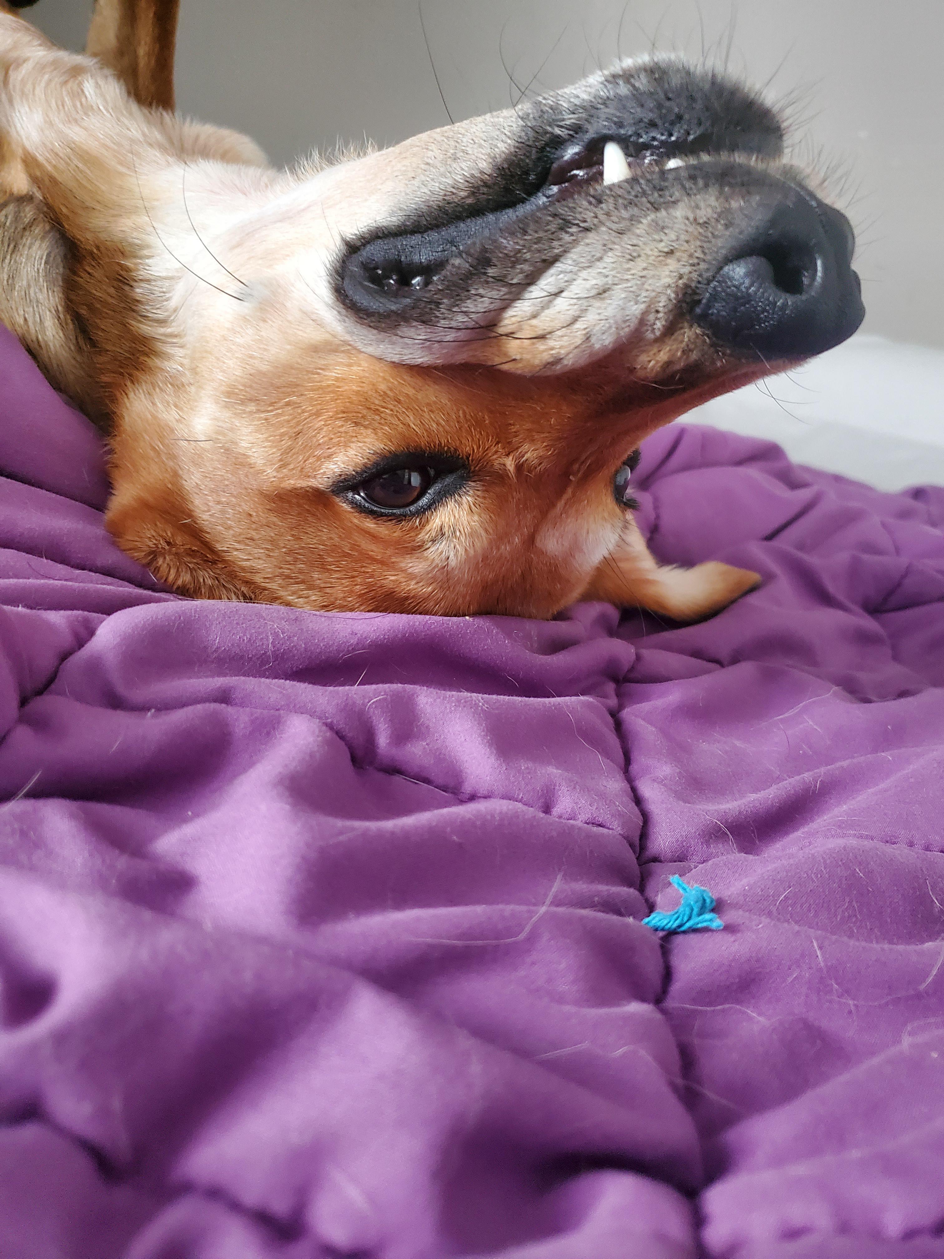 An upside-down derp | Scrolller