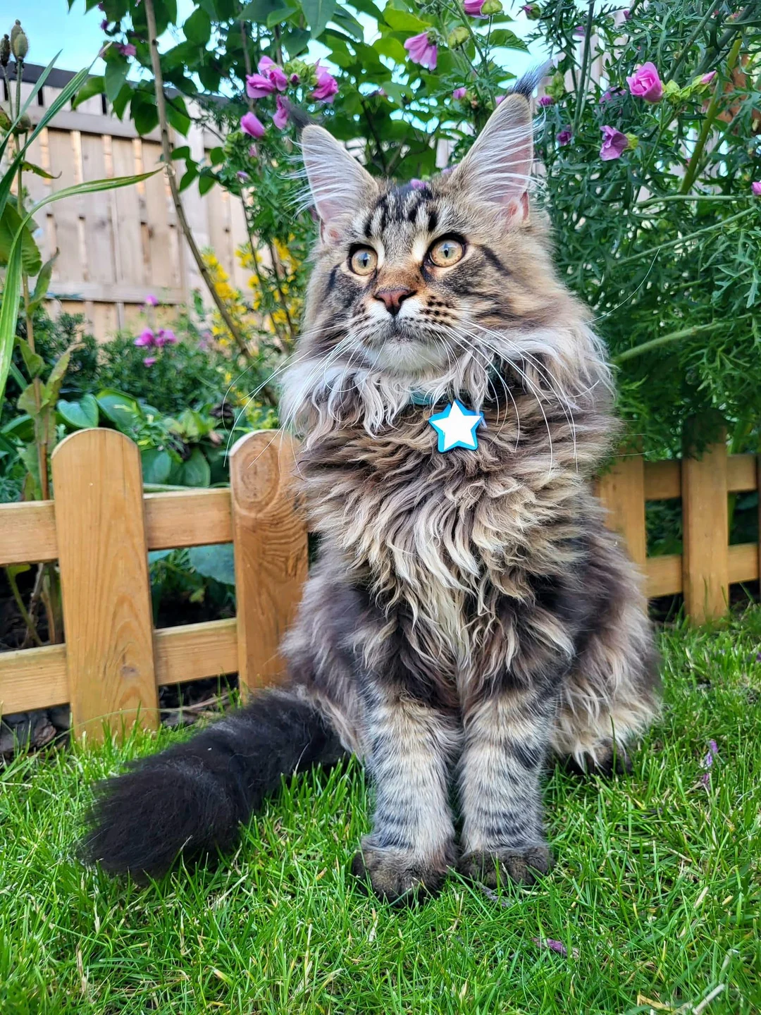 Meet Mr Cosmo he is 6 months old. | Scrolller