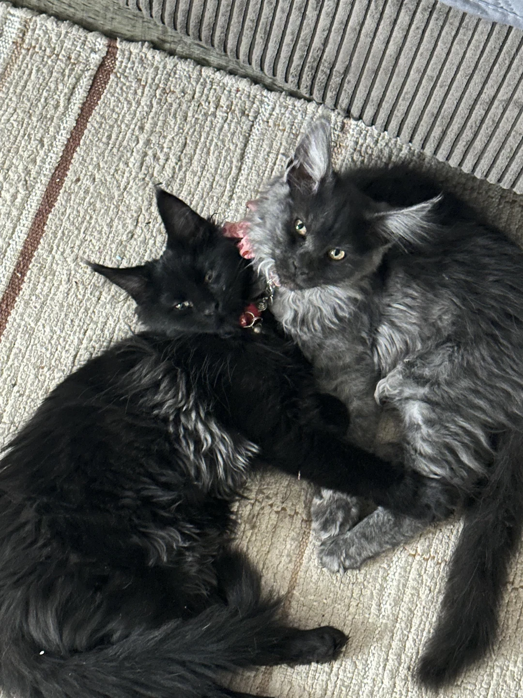 Sisters 🥰 Holly and Cinder | Scrolller