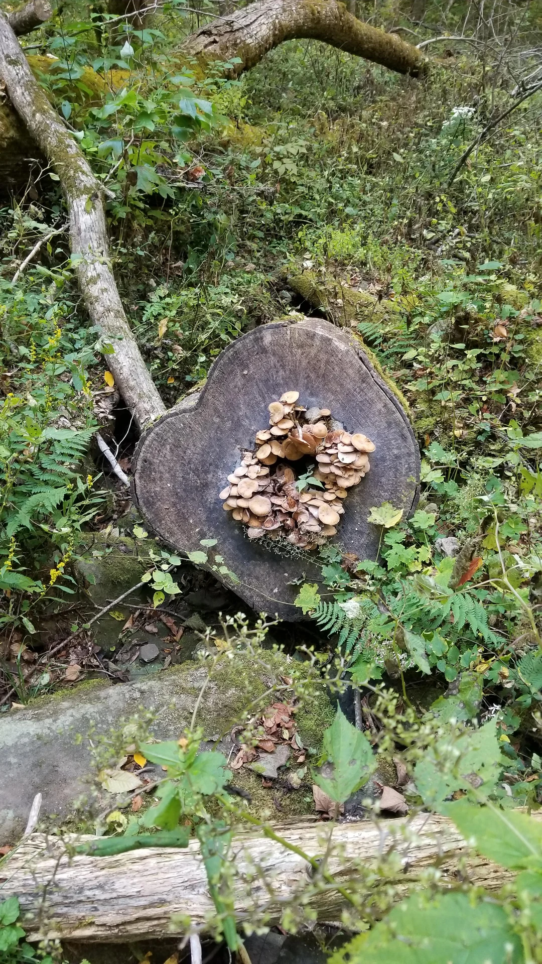 Tempting for the Jolly Green Giant | Scrolller