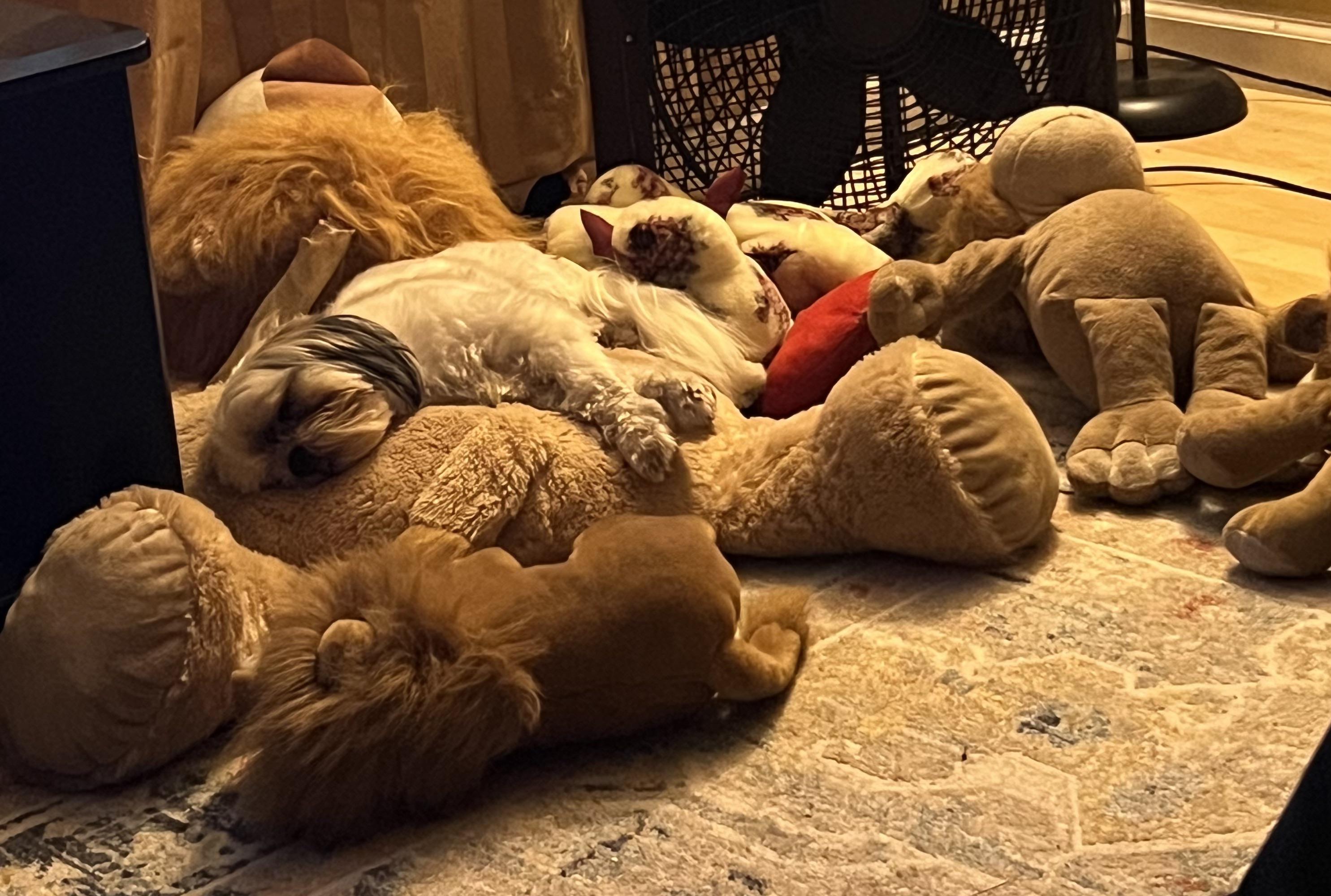 My “Lion Dog” amongst her pride | Scrolller