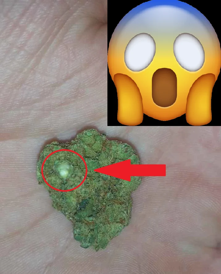 Plug gave me some bud that had a strange spot on it. | Scrolller