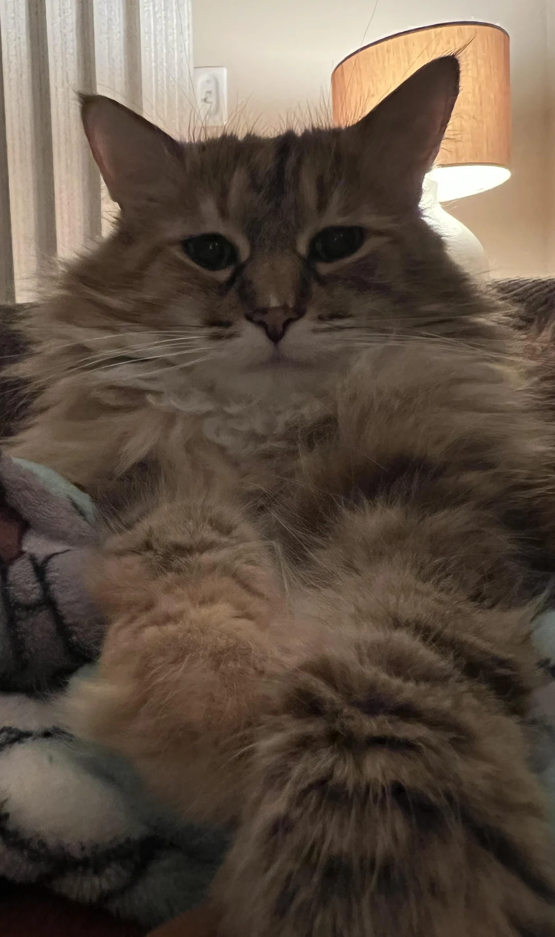 Whatcha Looking at Floofy Face | Scrolller