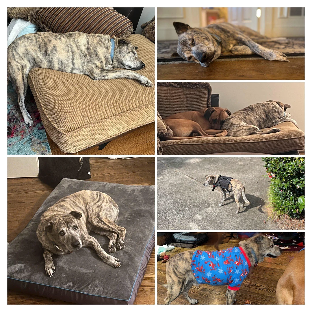 Dozer finally finished his Chemo treatments! | Scrolller