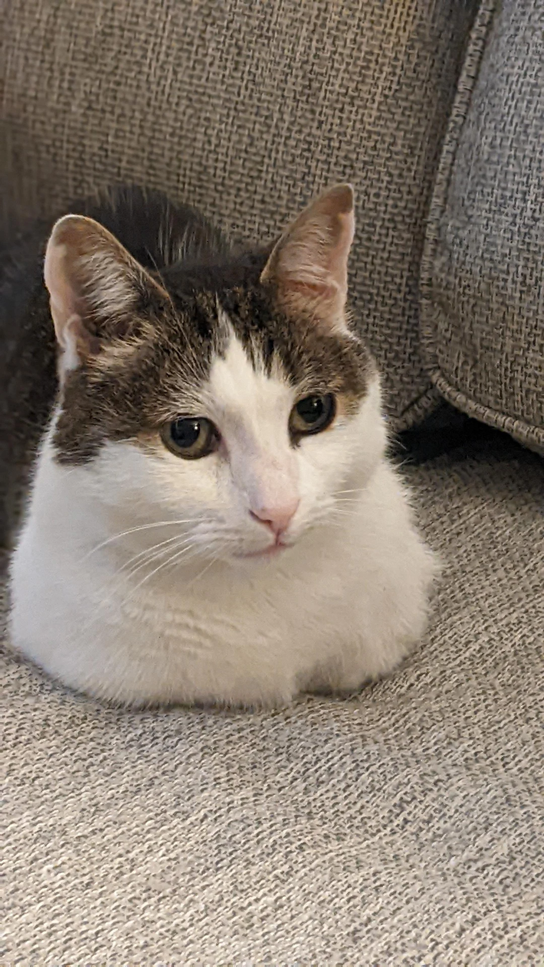 Dunkin, loaf master. | Scrolller