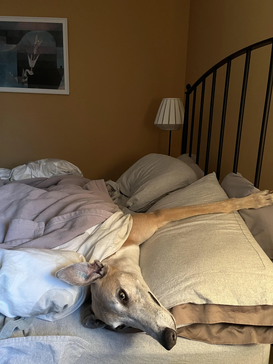 Sometimes I worry that he’s getting a touch too spoiled… 😏 | Scrolller