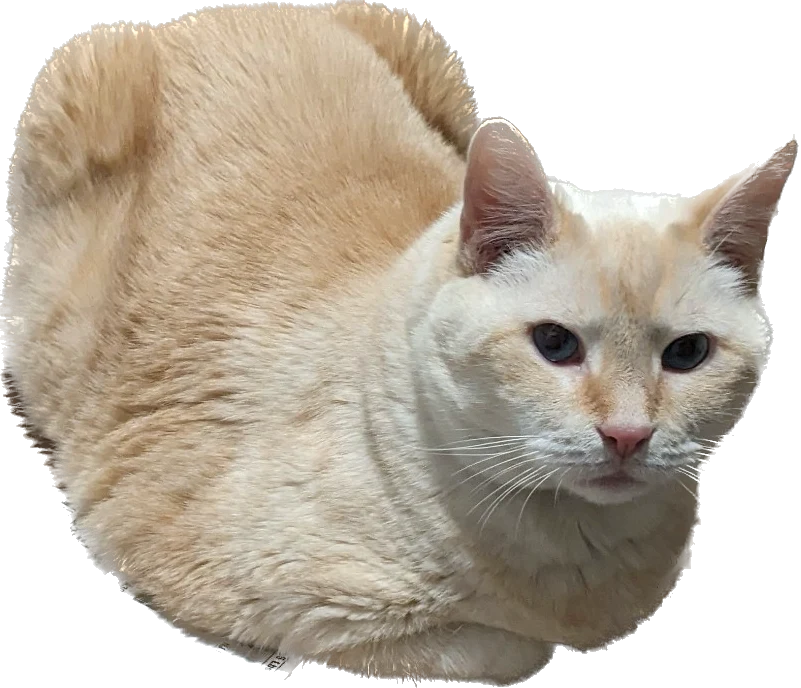 Shrimp Toast's loaf performance | Scrolller