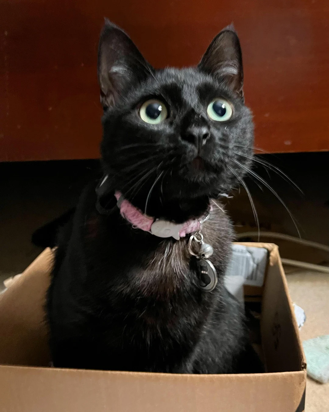 Caught that smol void a few days ago in my room | Scrolller