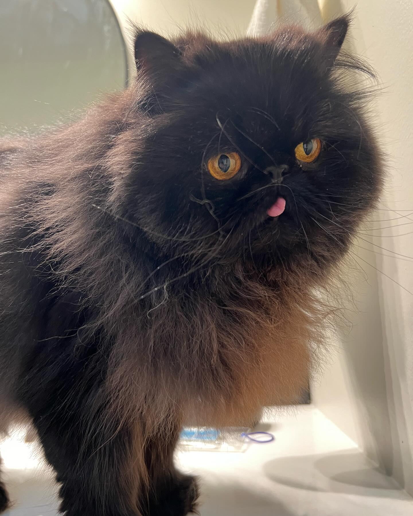 Cute Blep ️ | Scrolller