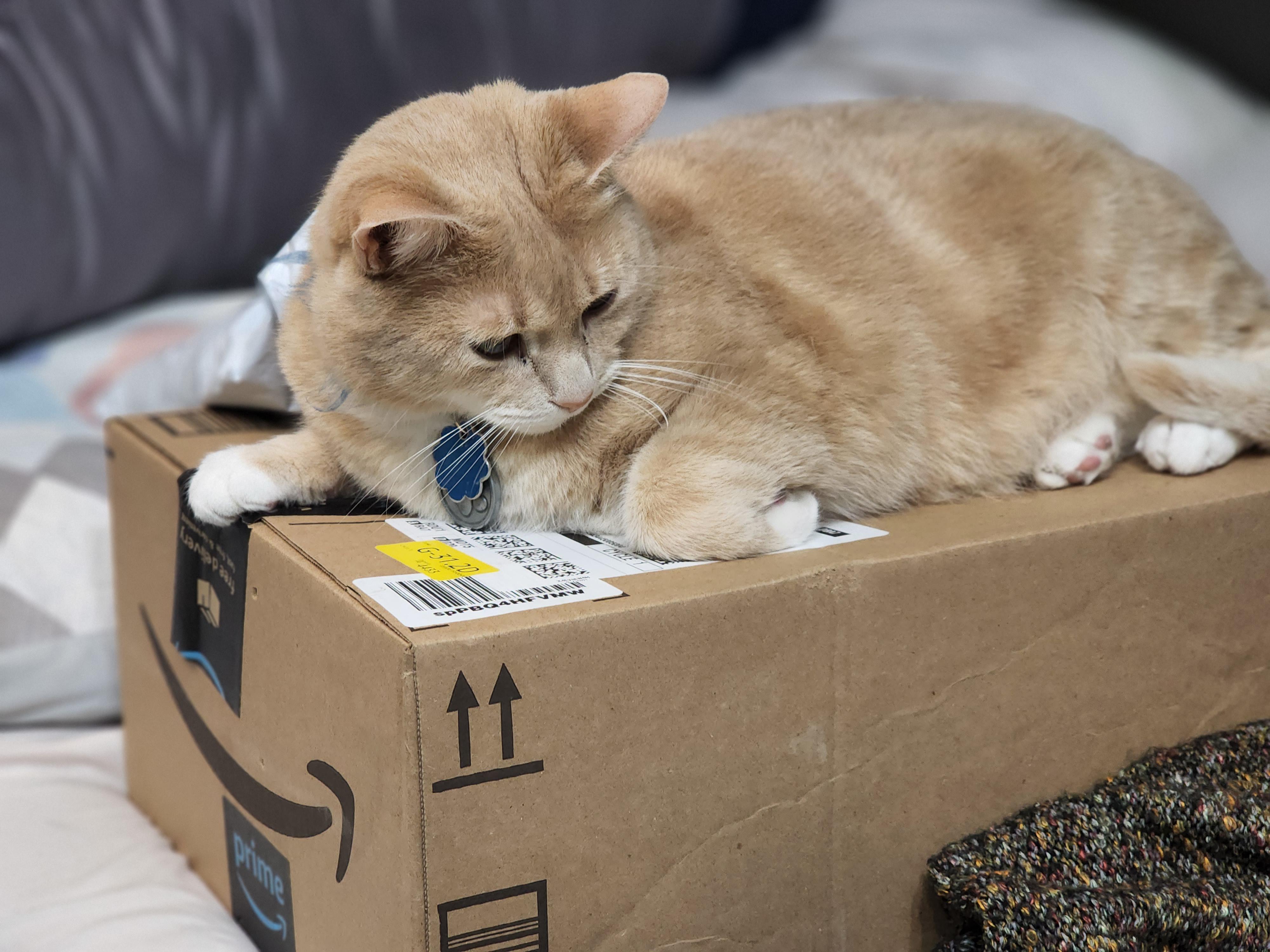 Discover more like TheCatTrapIsWorking: Traps already working and Related Content | Scrolller