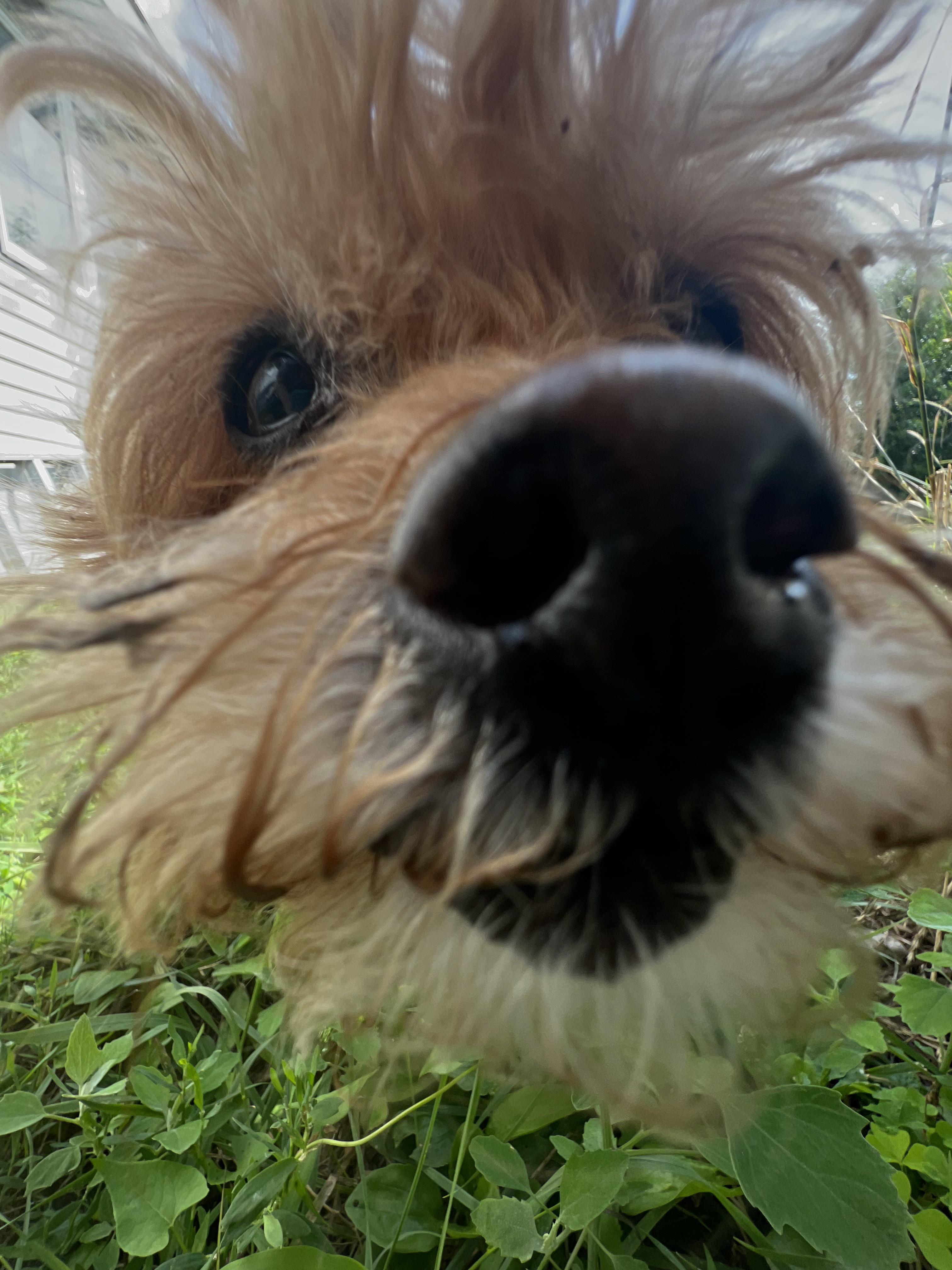 [OC] Big Sniff | Scrolller